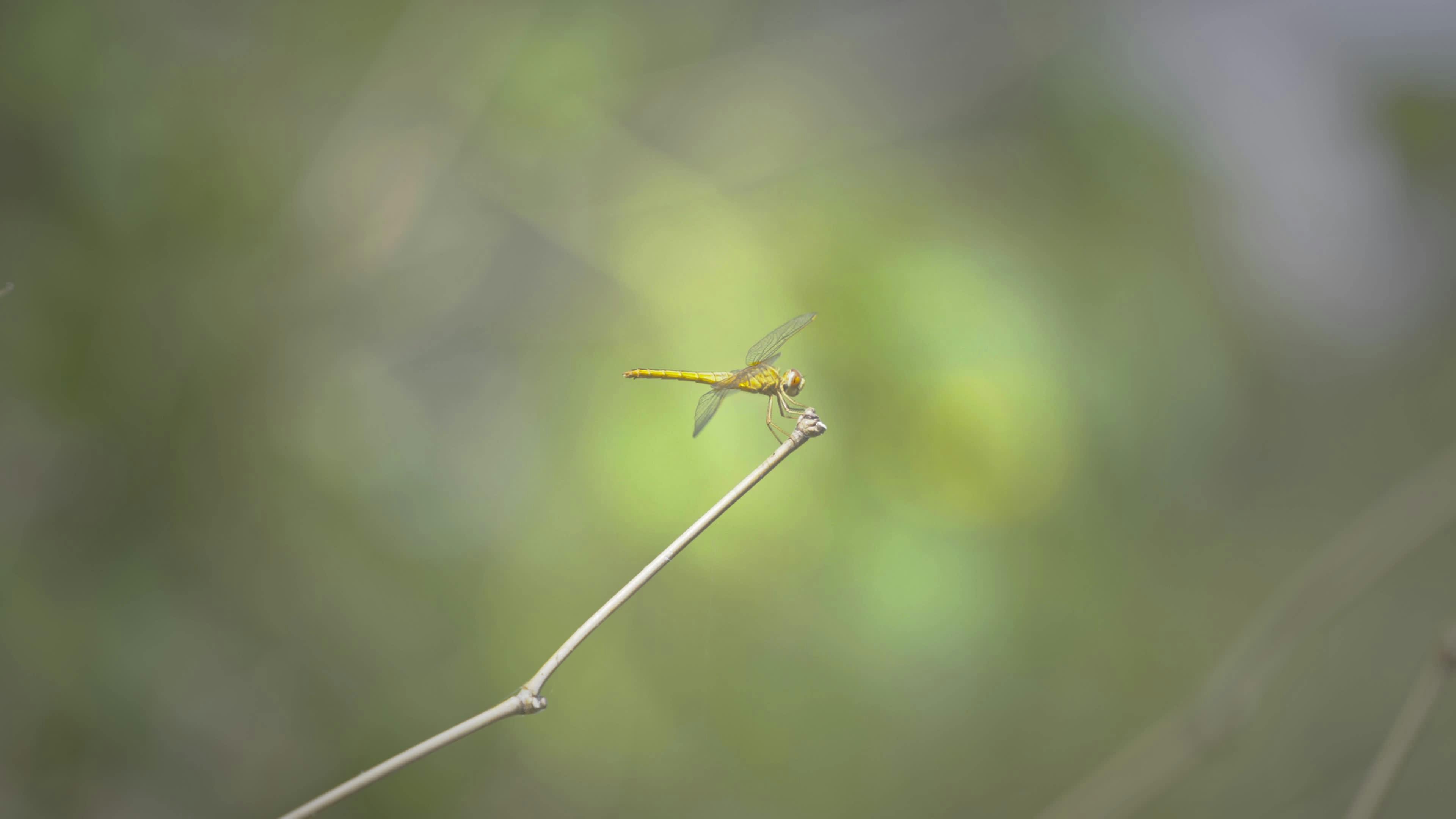 Focus Billeder Videos, Download The BEST Free 4k Stock Video Footage ...