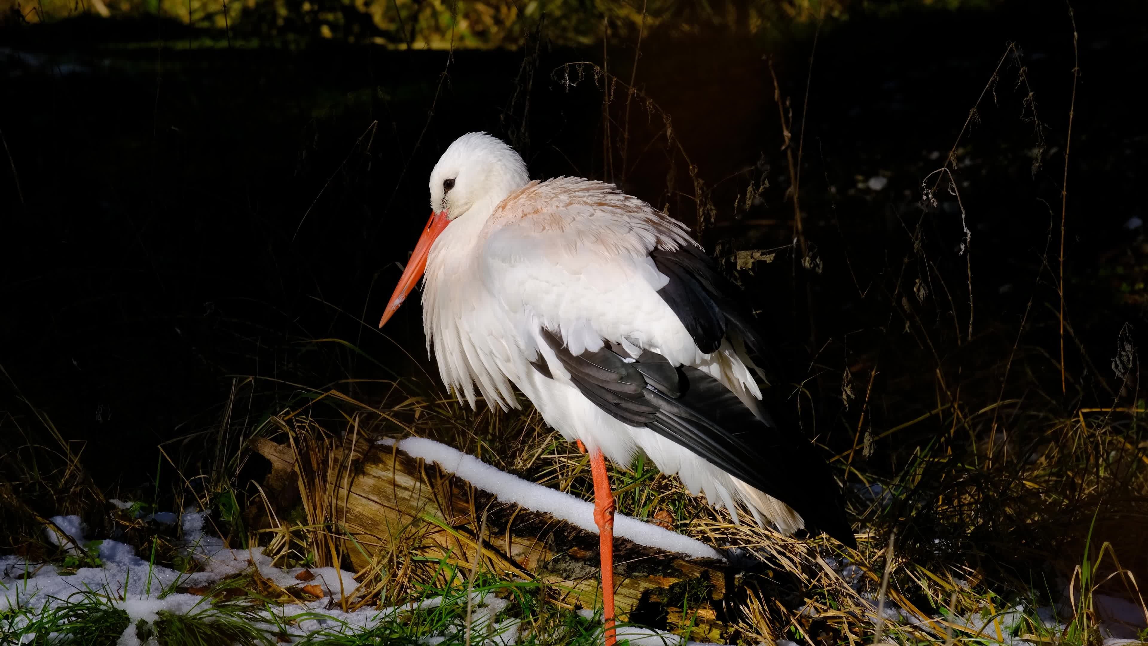 White Stork Standing in Snowy Wilderness Free Stock Video Footage ...