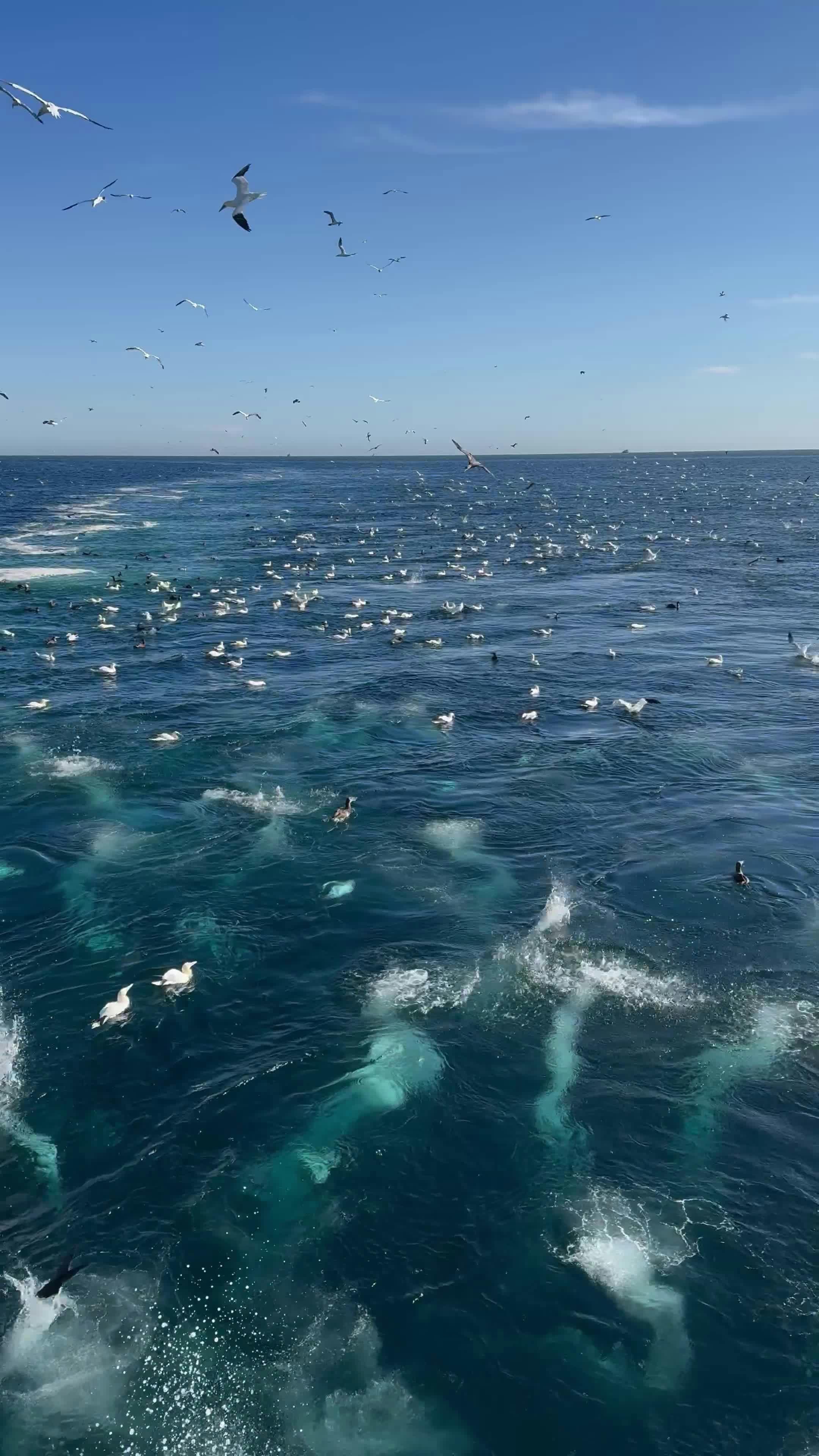 6,000+个最精彩的“Fly Brid”视频 · 100%免费下载 · Pexels素材视频