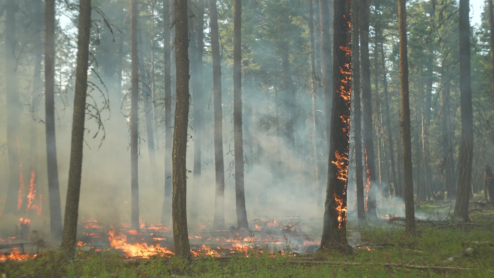 Forest Burning Videos, Download The BEST Free 4k Stock Video Footage & Forest Burning HD Video Clips