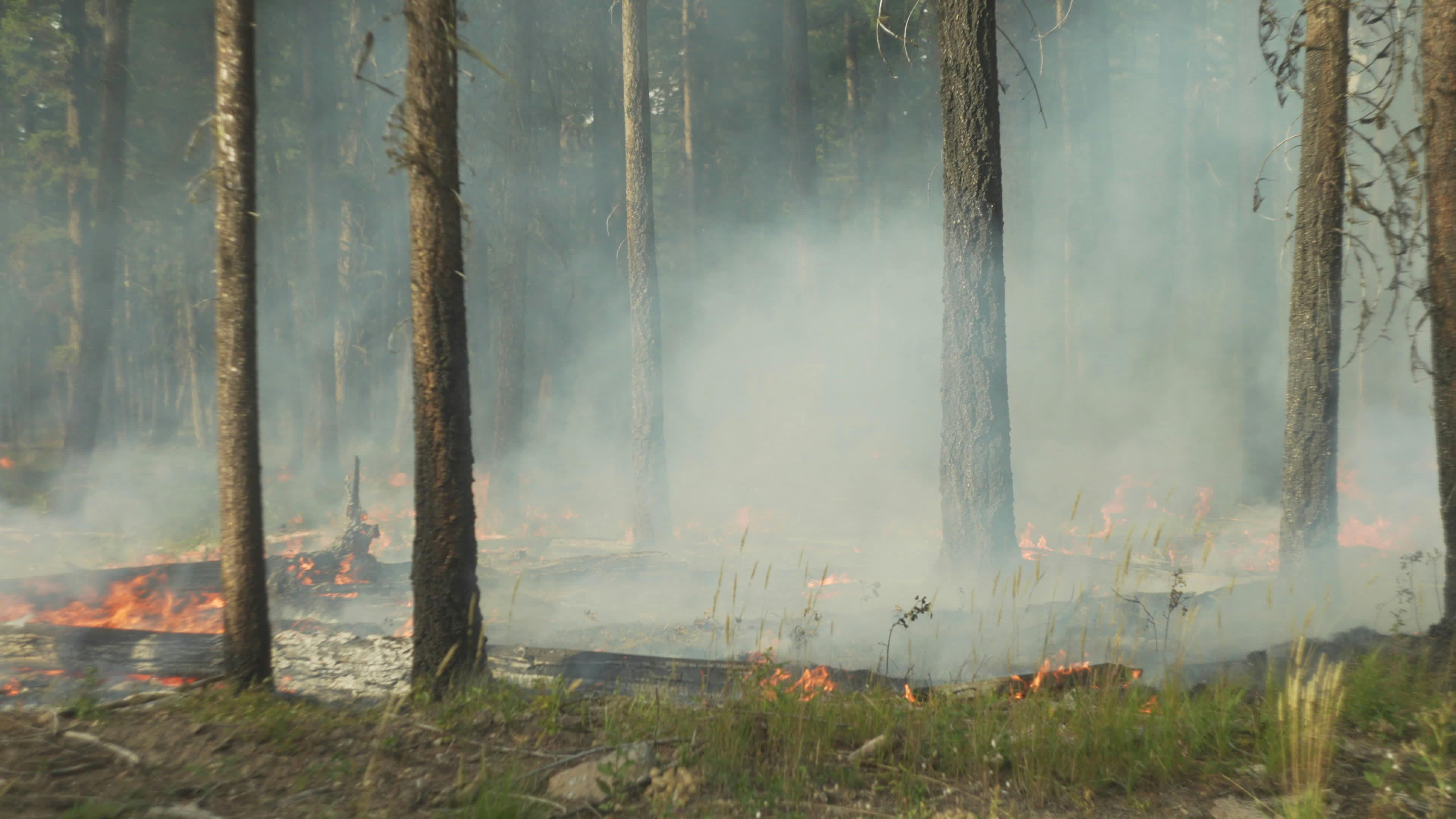 Controlled Forest Fire with Burning Brush Free Stock Video Footage ...