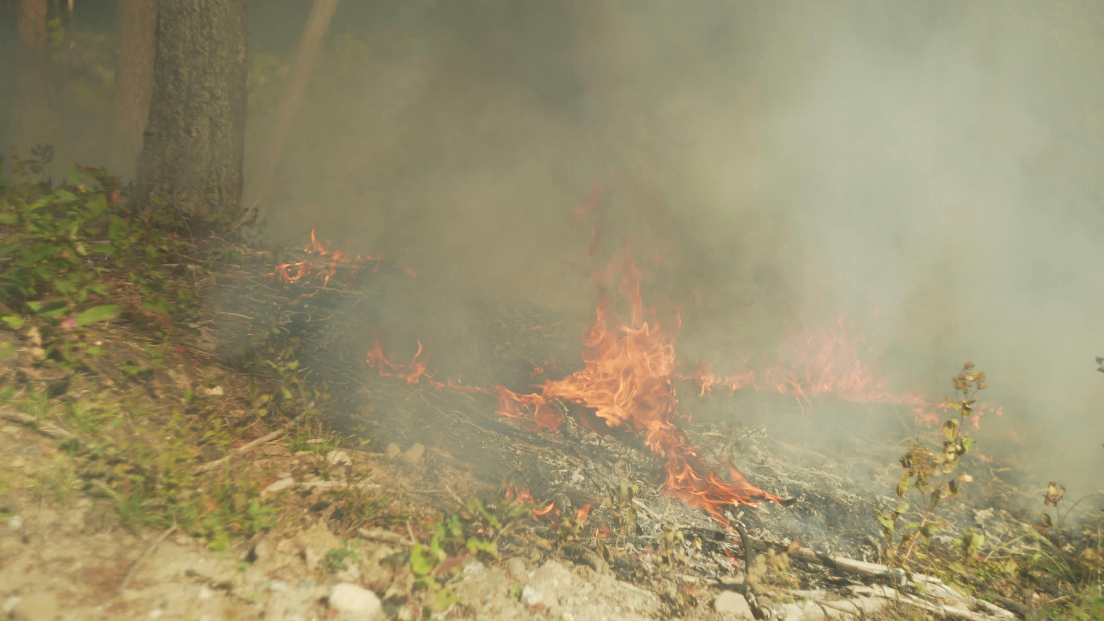 Controlled Forest Fire with Burning Brush Free Stock Video Footage ...