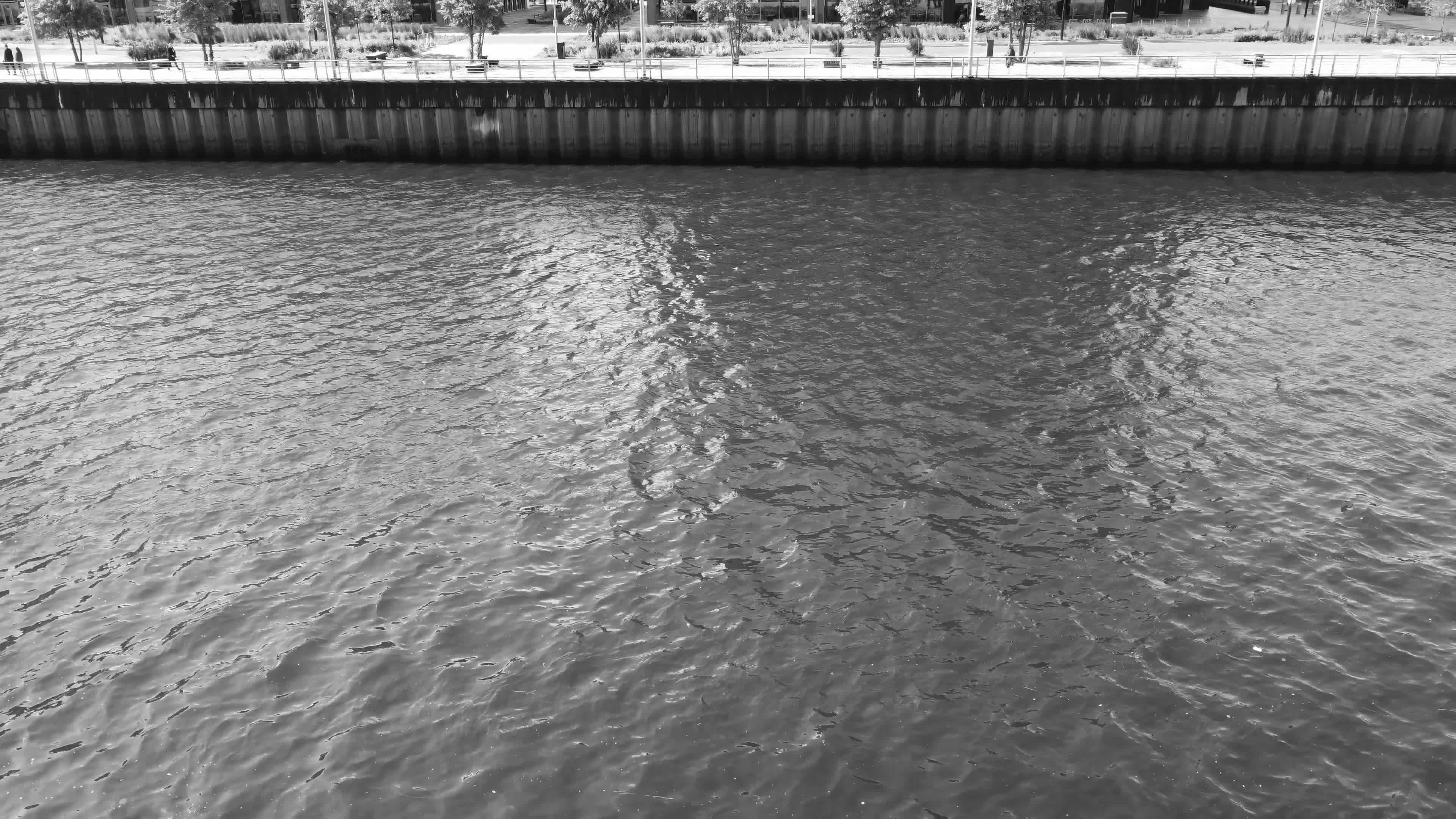 Calm Urban Riverfront in Black and White Free Stock Video Footage ...