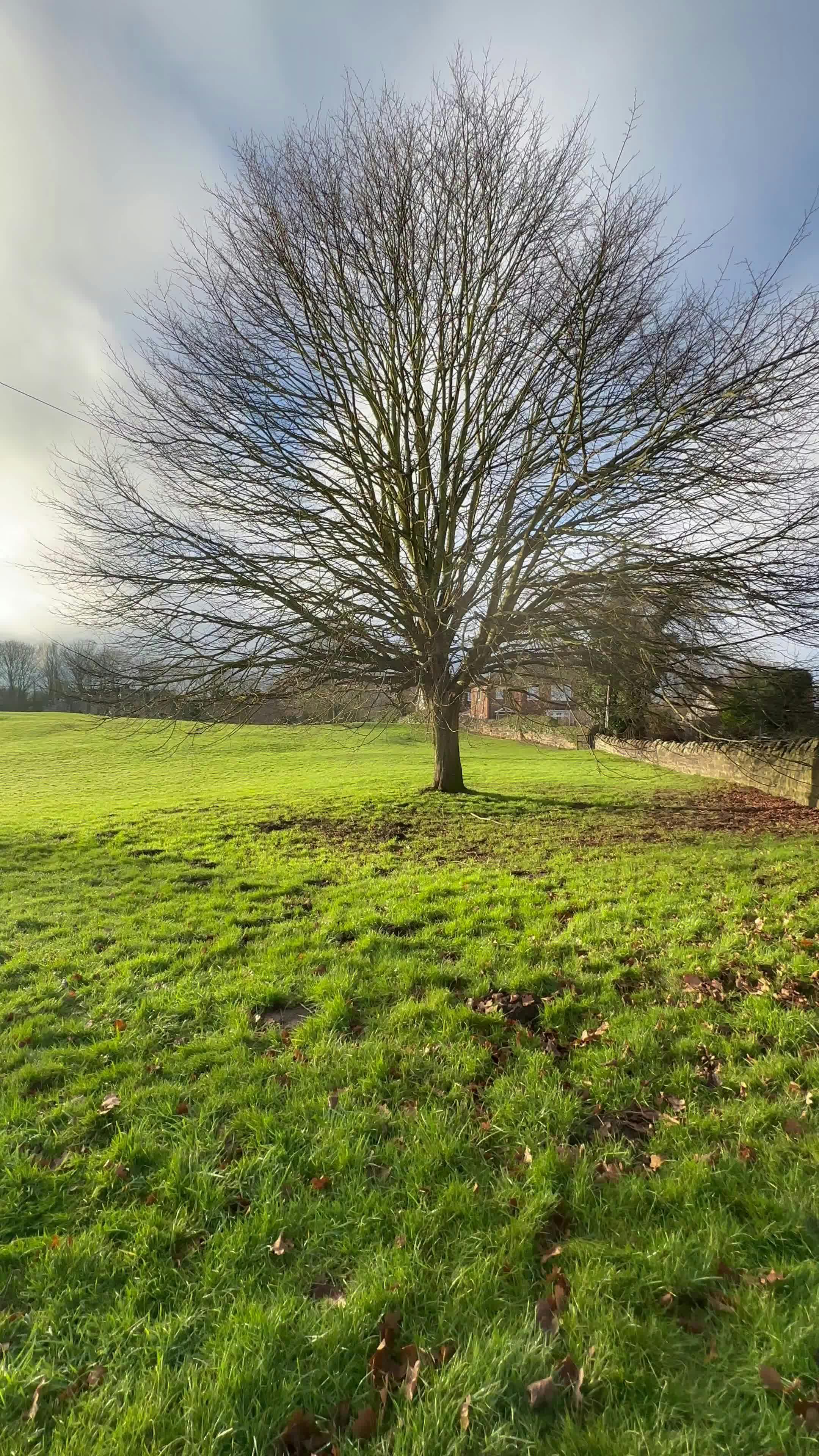 Growth Of A Tree Videos, Download The BEST Free 4k Stock Video Footage ...