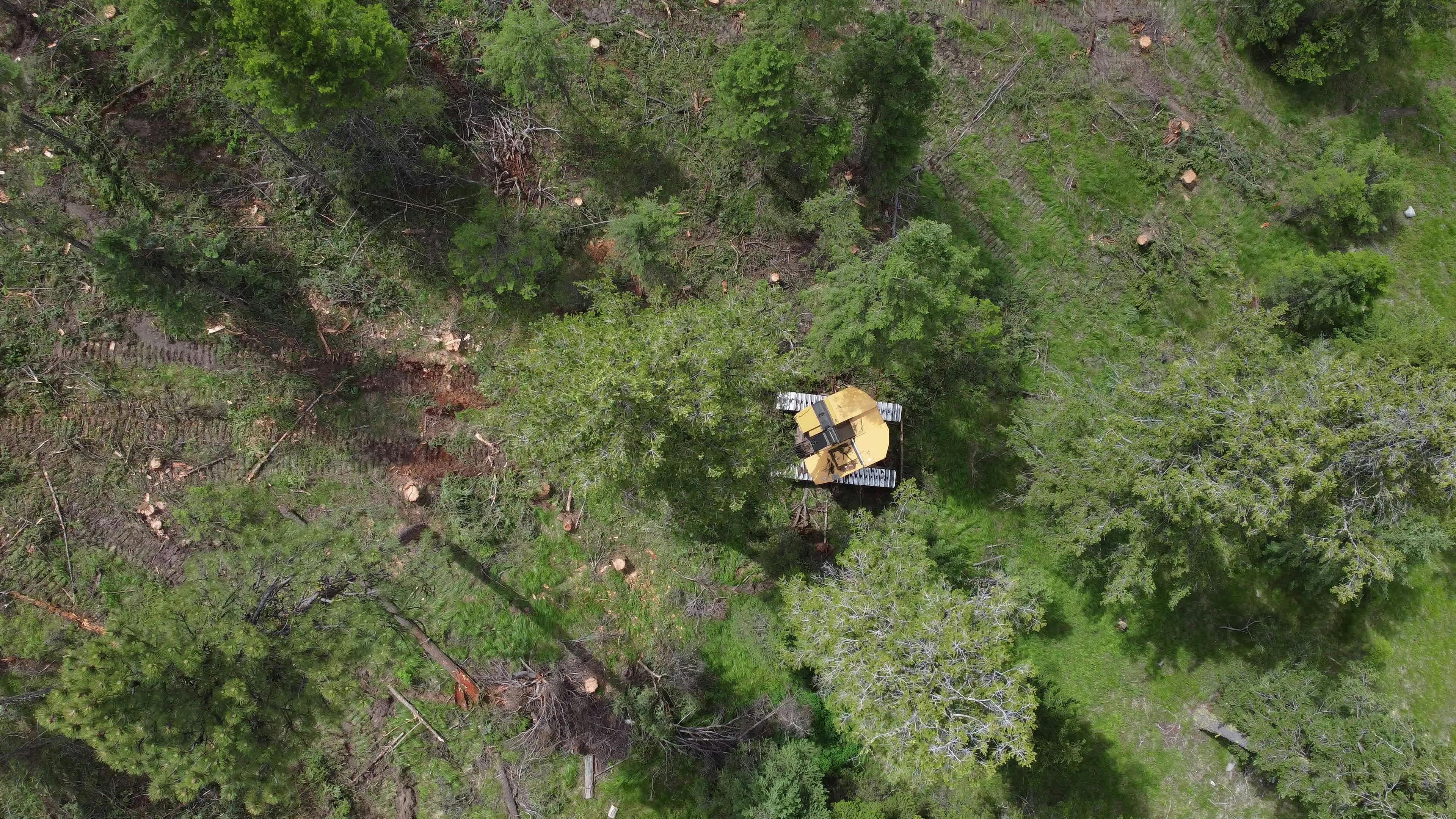 Trees Getting Cut Down Videos, Download The BEST Free 4k Stock Video ...