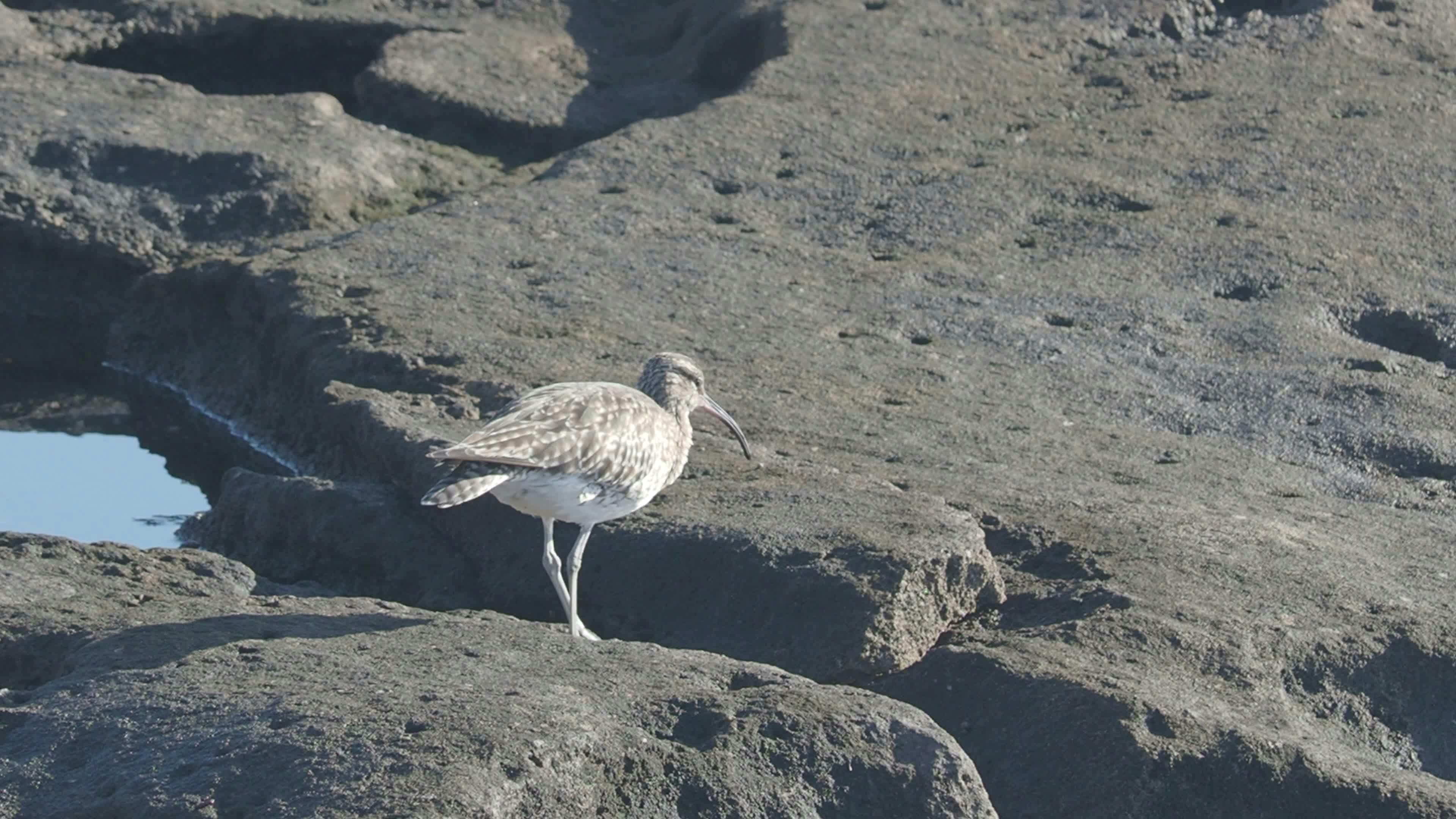 51+Curlew+Close+For+Sale+Yopa Videos, Download The BEST Free 4k Stock ...