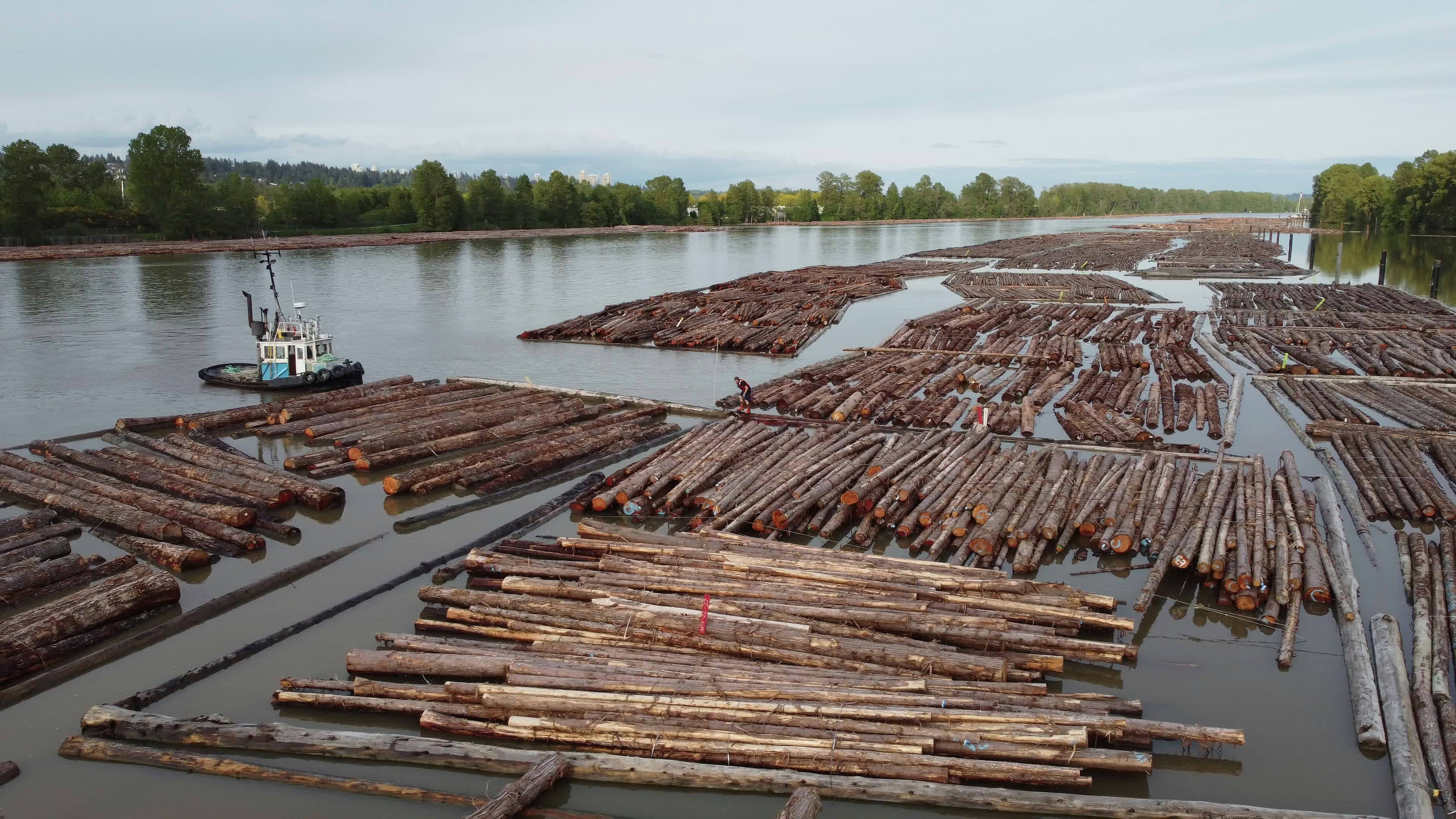 Troncos De árboles Flotando En El Río Para Transportar Productos ...