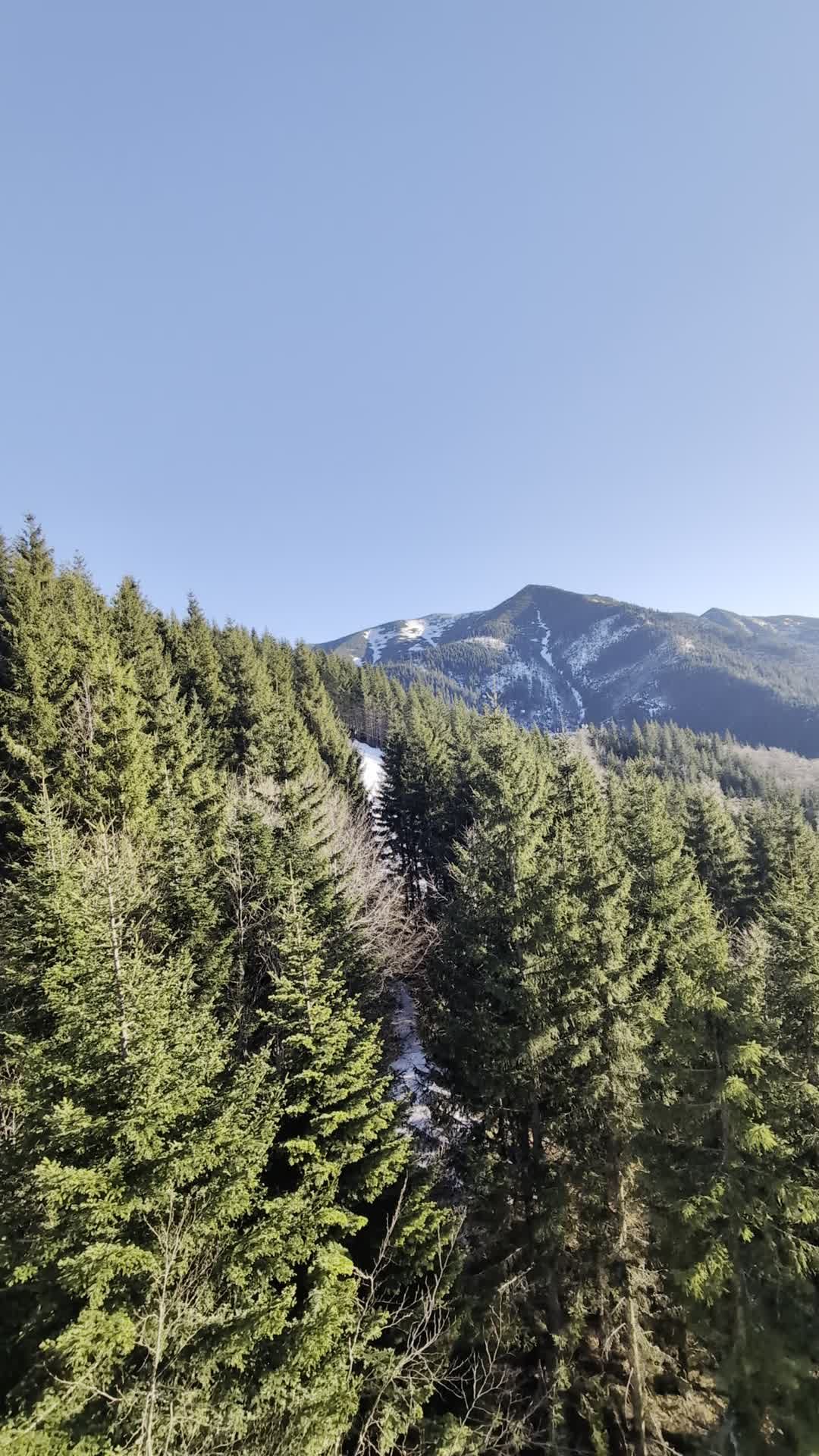 Beautiful Forest Trail Videos, Download The BEST Free 4k Stock Video ...
