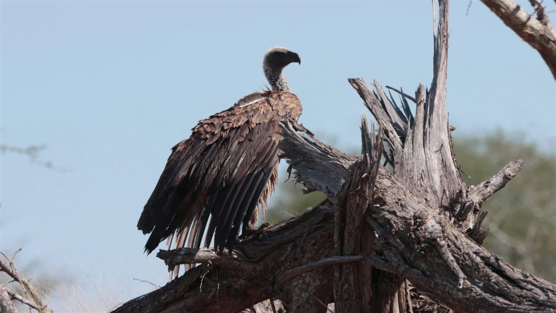 Raptor Memes Videos, Download The BEST Free 4k Stock Video Footage ...