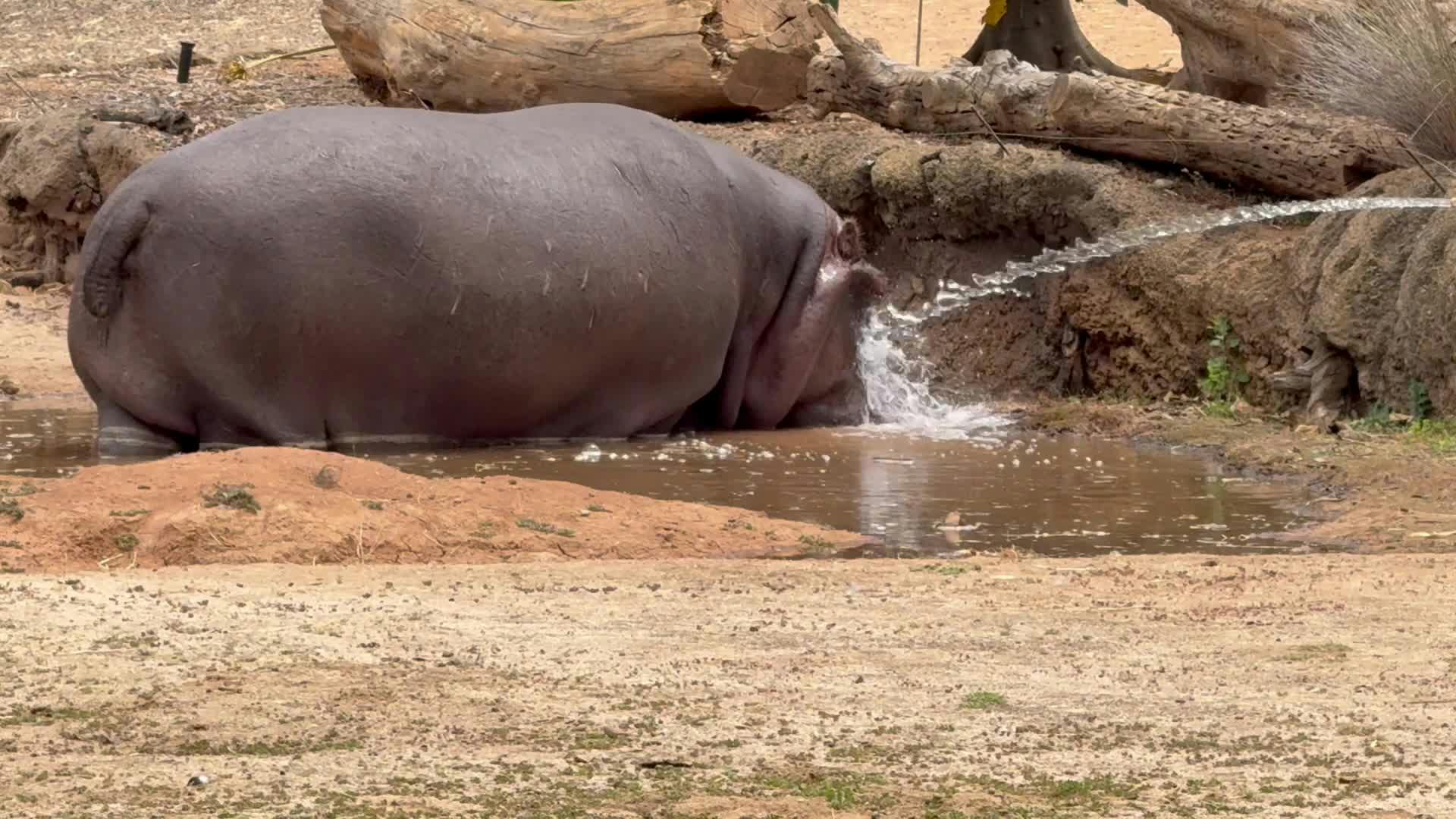 Hippo Enjoying Water Shower at Zoo Free Stock Video Footage, Royalty ...