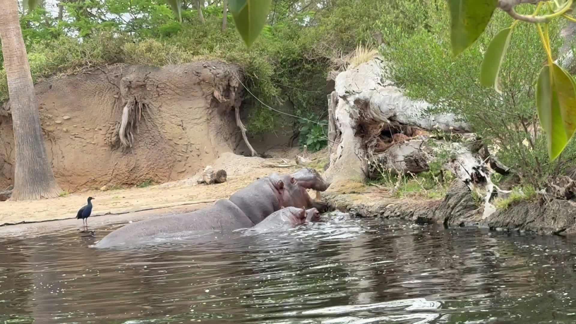 Zoo Keeper Videos, Download The BEST Free 4k Stock Video Footage & Zoo ...