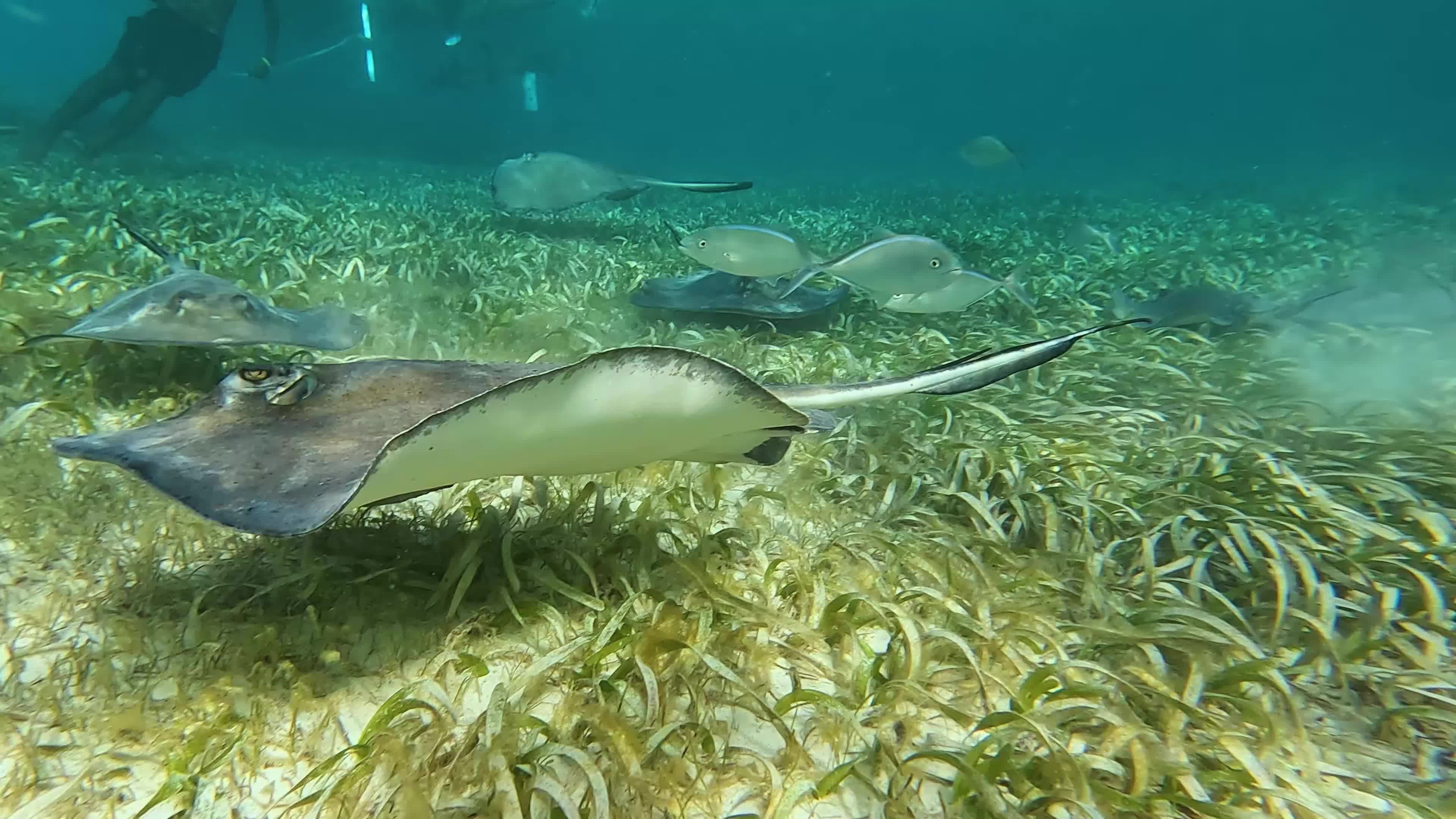Tourism In Belize Videos, Download The BEST Free 4k Stock Video Footage ...