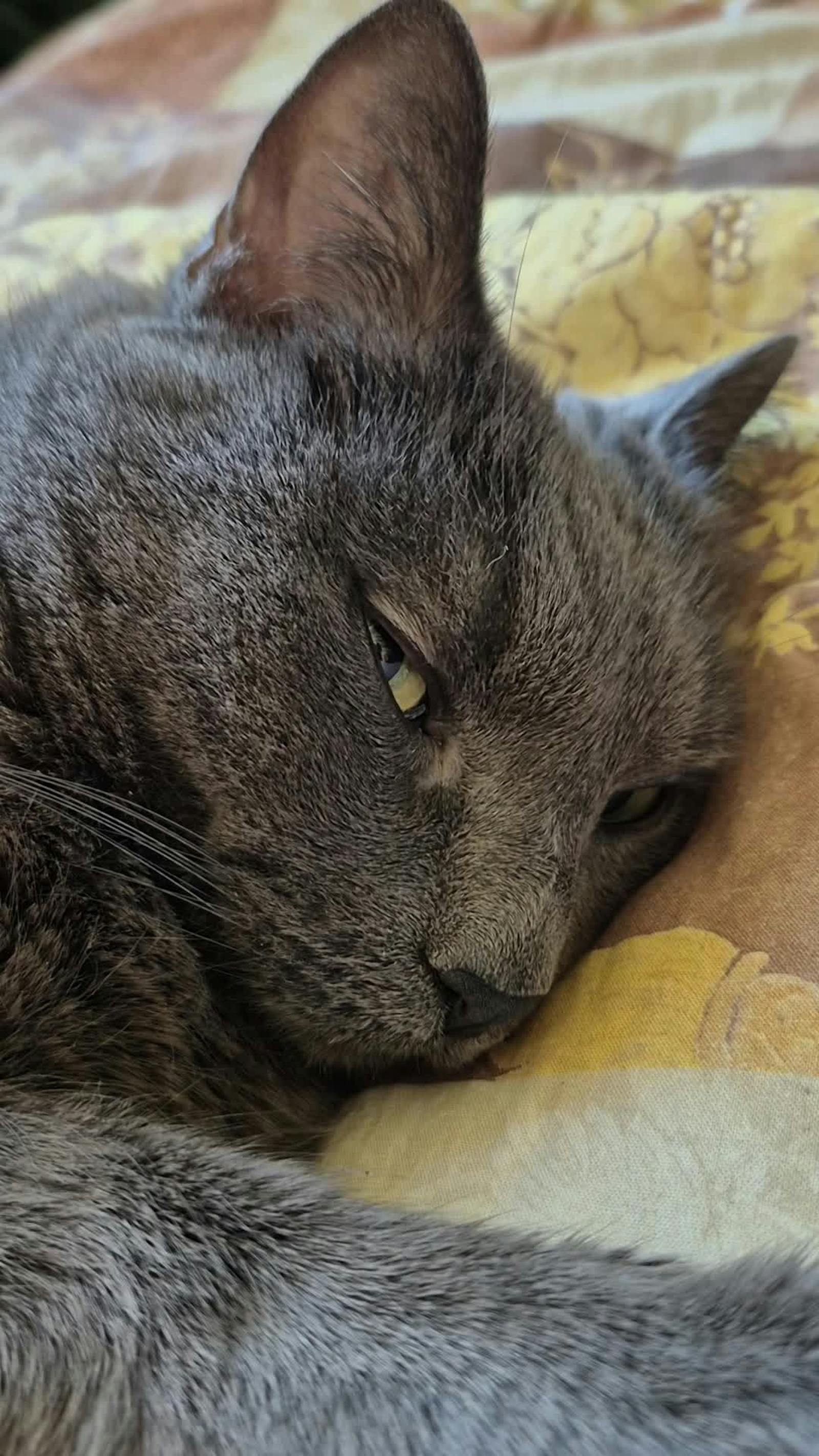 Cat Attitude Videos, Download The BEST Free 4k Stock Video Footage ...