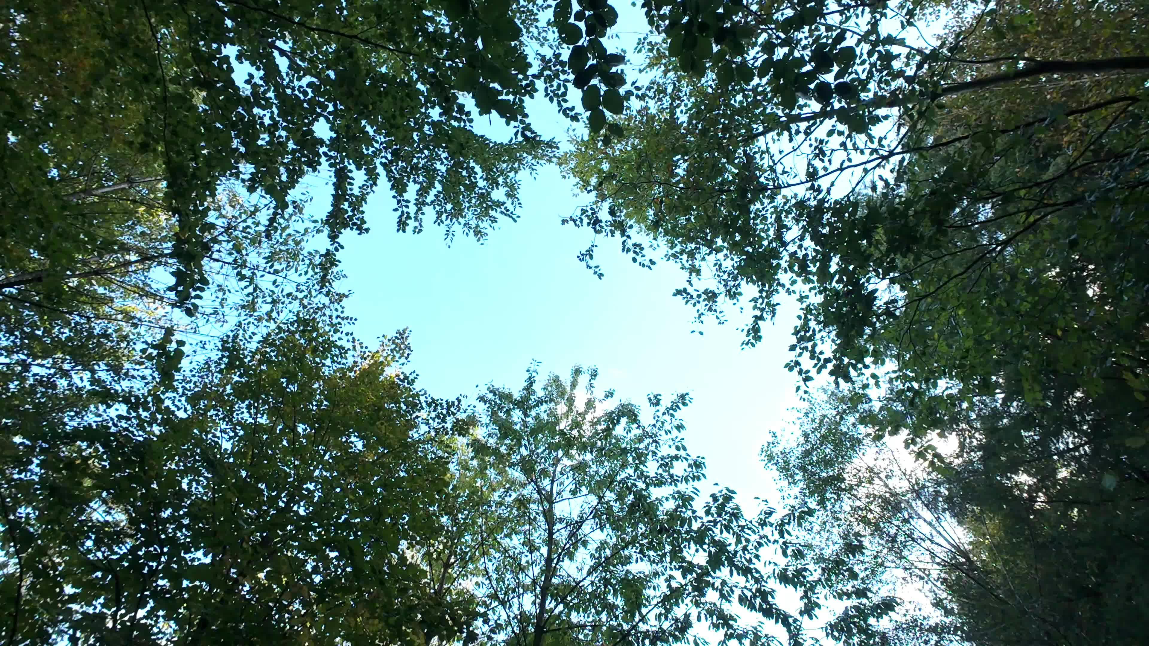 Tranquil View of Blue Sky Through Tree Canopy Free Stock Video Footage ...