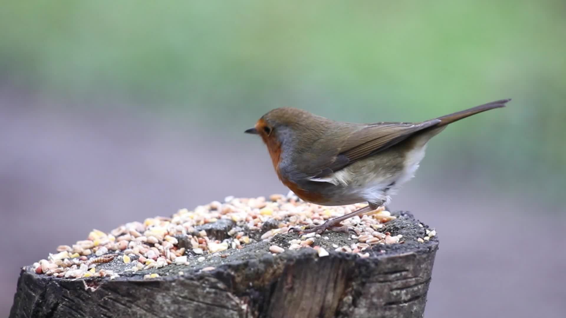 Charming Robin Bird Feasting on Seeds Outdoors Free Stock Video Footage ...