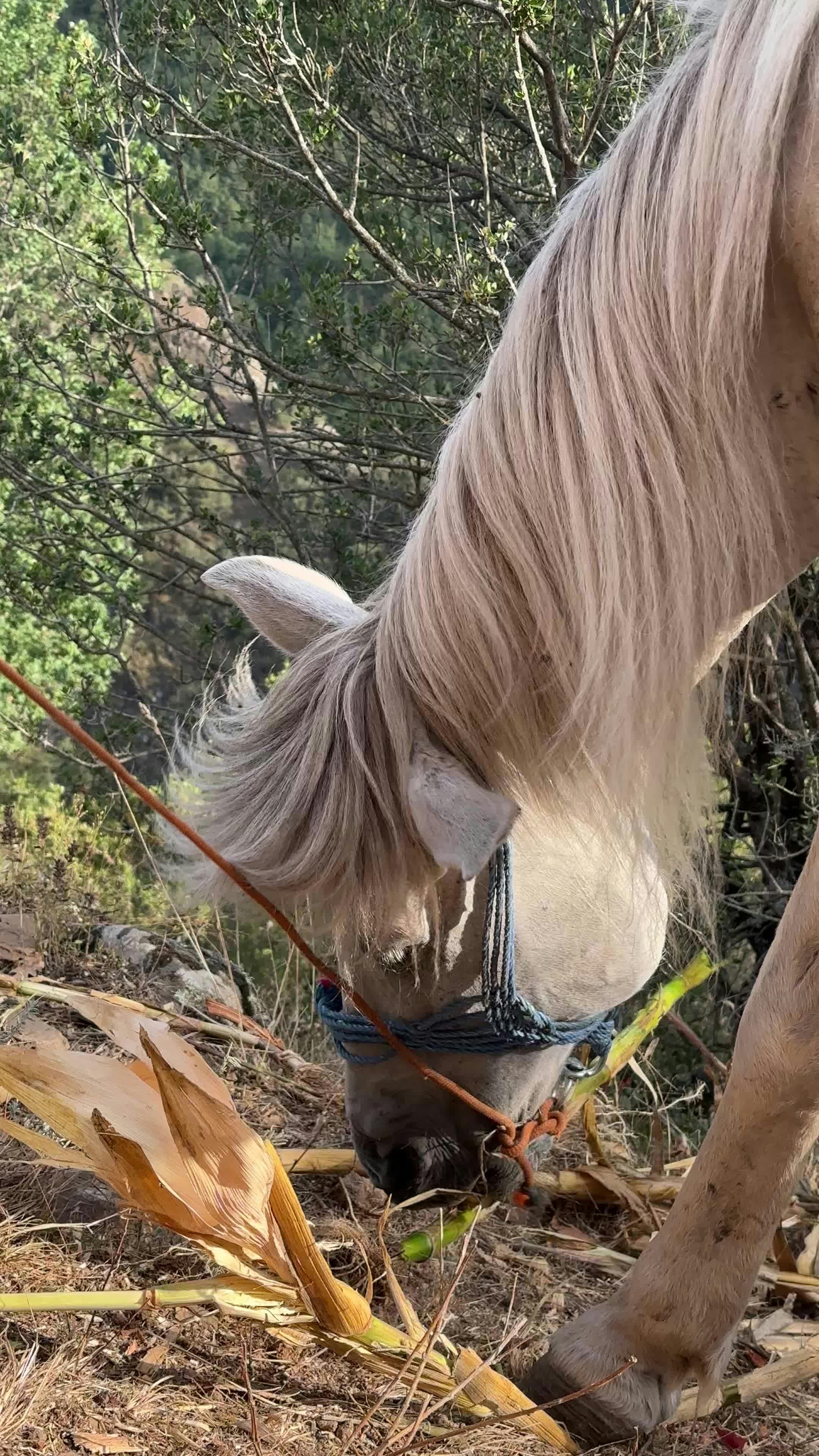 Wild Horse Videos, Download The BEST Free 4k Stock Video Footage & Wild ...