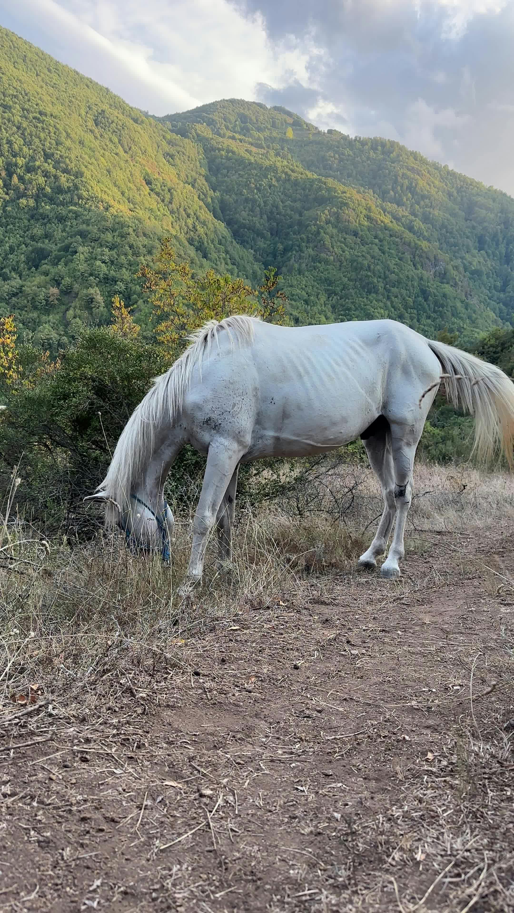 Conexao Equine Videos, Download The BEST Free 4k Stock Video Footage ...