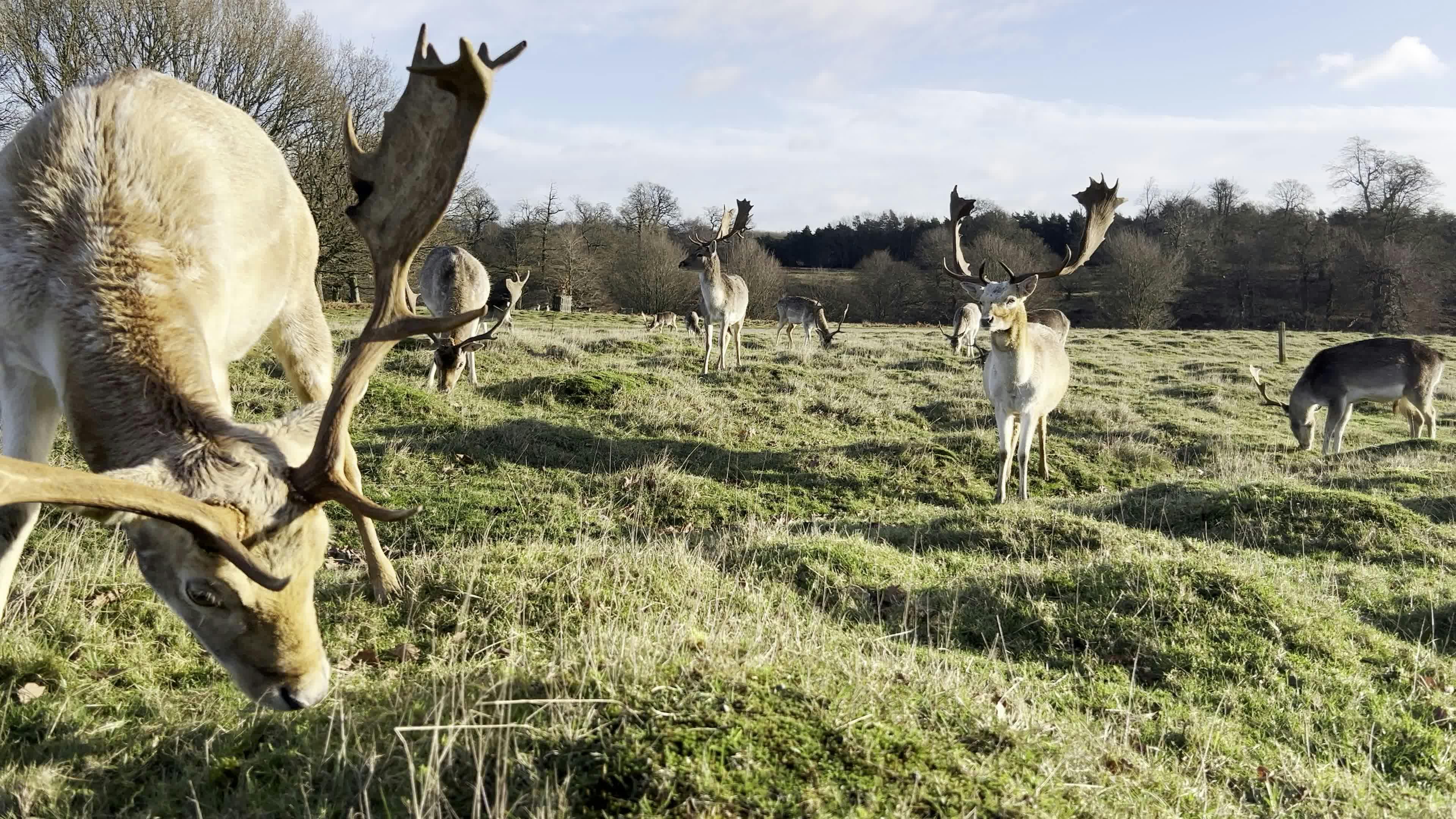 Forest Mammals Videos, Download The BEST Free 4k Stock Video Footage ...