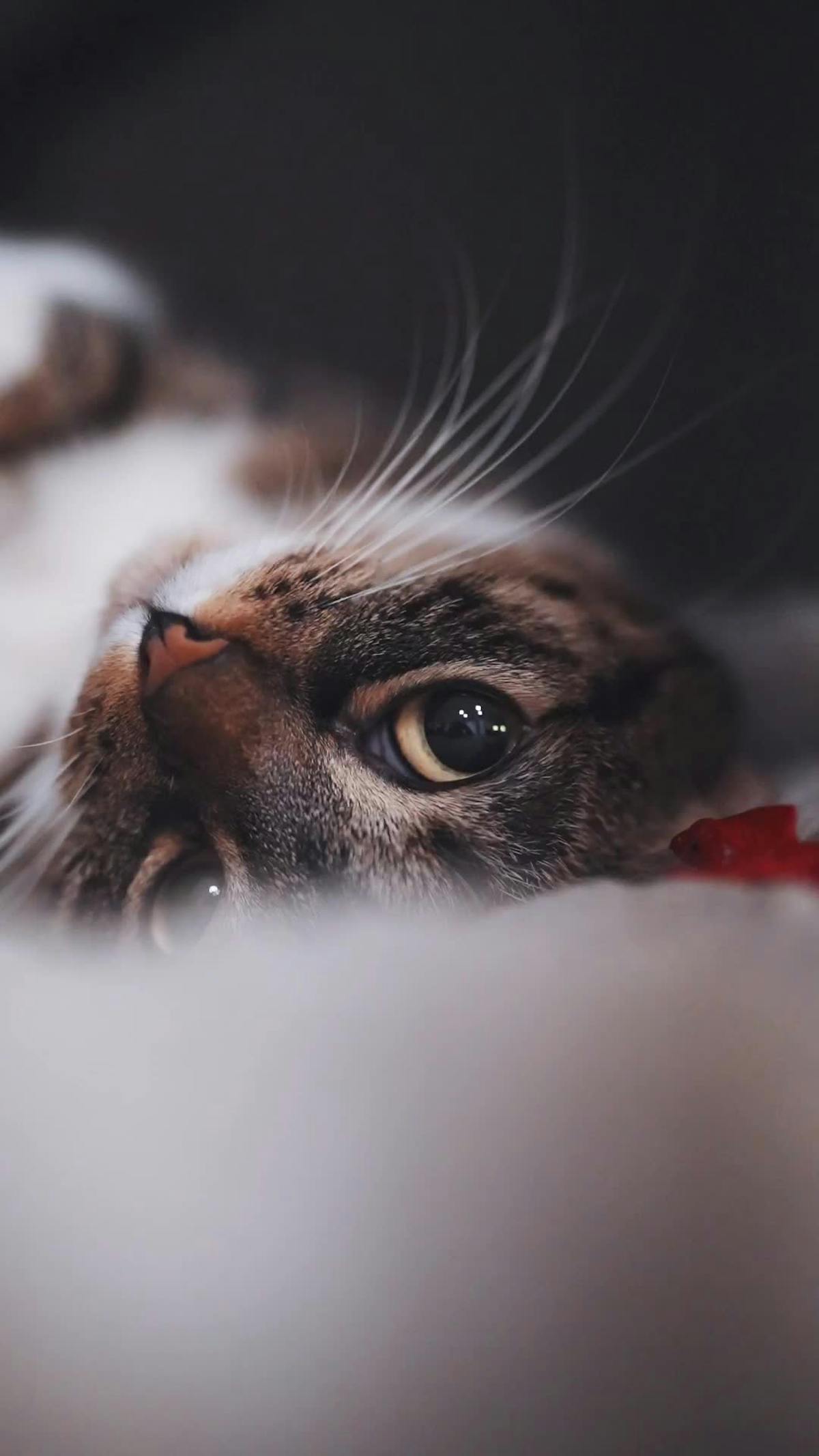 Cat Attitude Videos, Download The BEST Free 4k Stock Video Footage ...