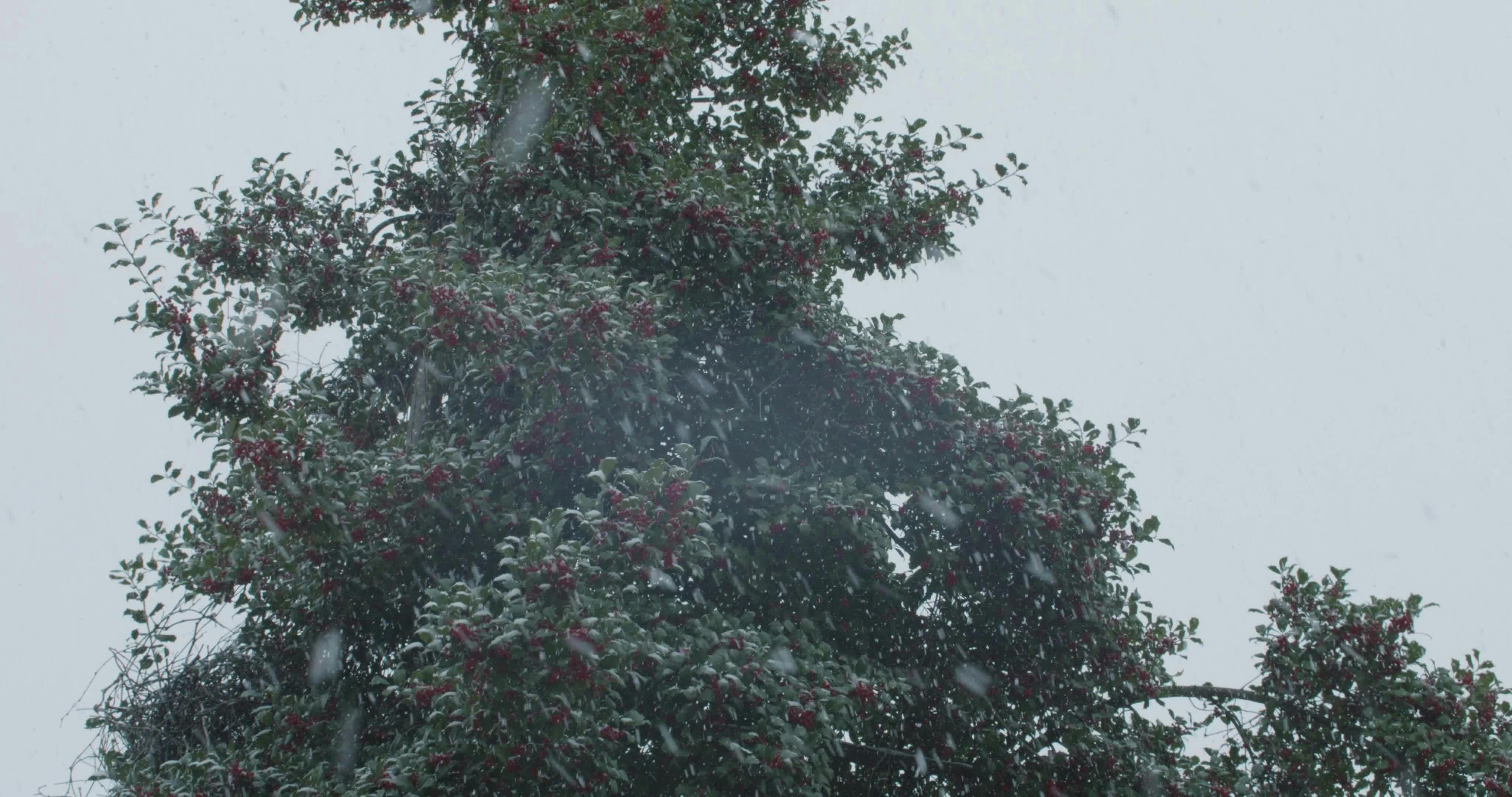 4k Wallpaperstudio Videos, Download The BEST Free 4k Stock Video ...