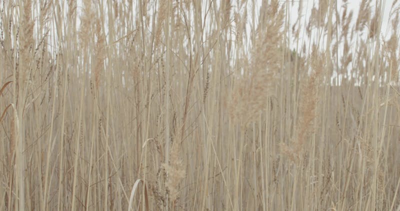 Calming Nature Videos, Download The BEST Free 4k Stock Video Footage ...