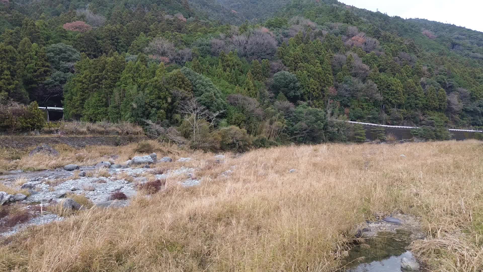 Nature Japan Forest Videos, Download The BEST Free 4k Stock Video ...