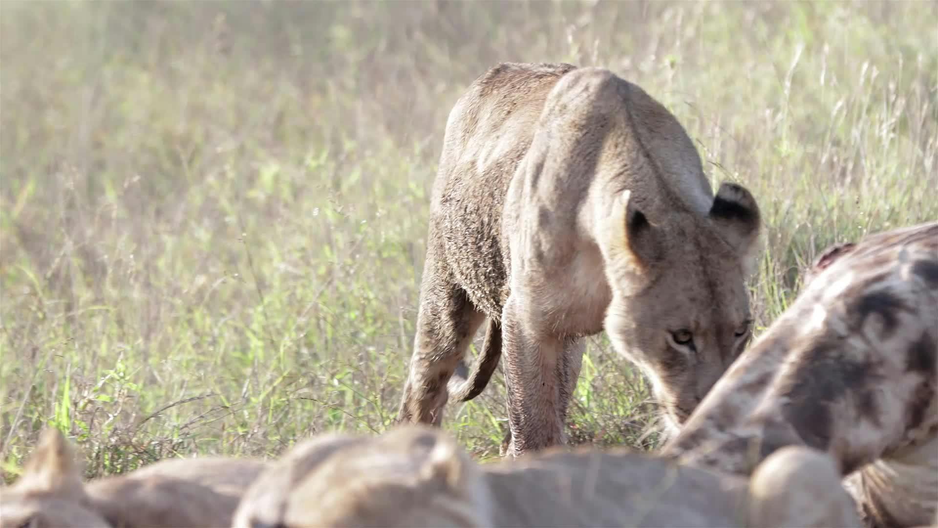 Cheetahs Feasting on Prey in African Savanna Free Stock Video Footage ...
