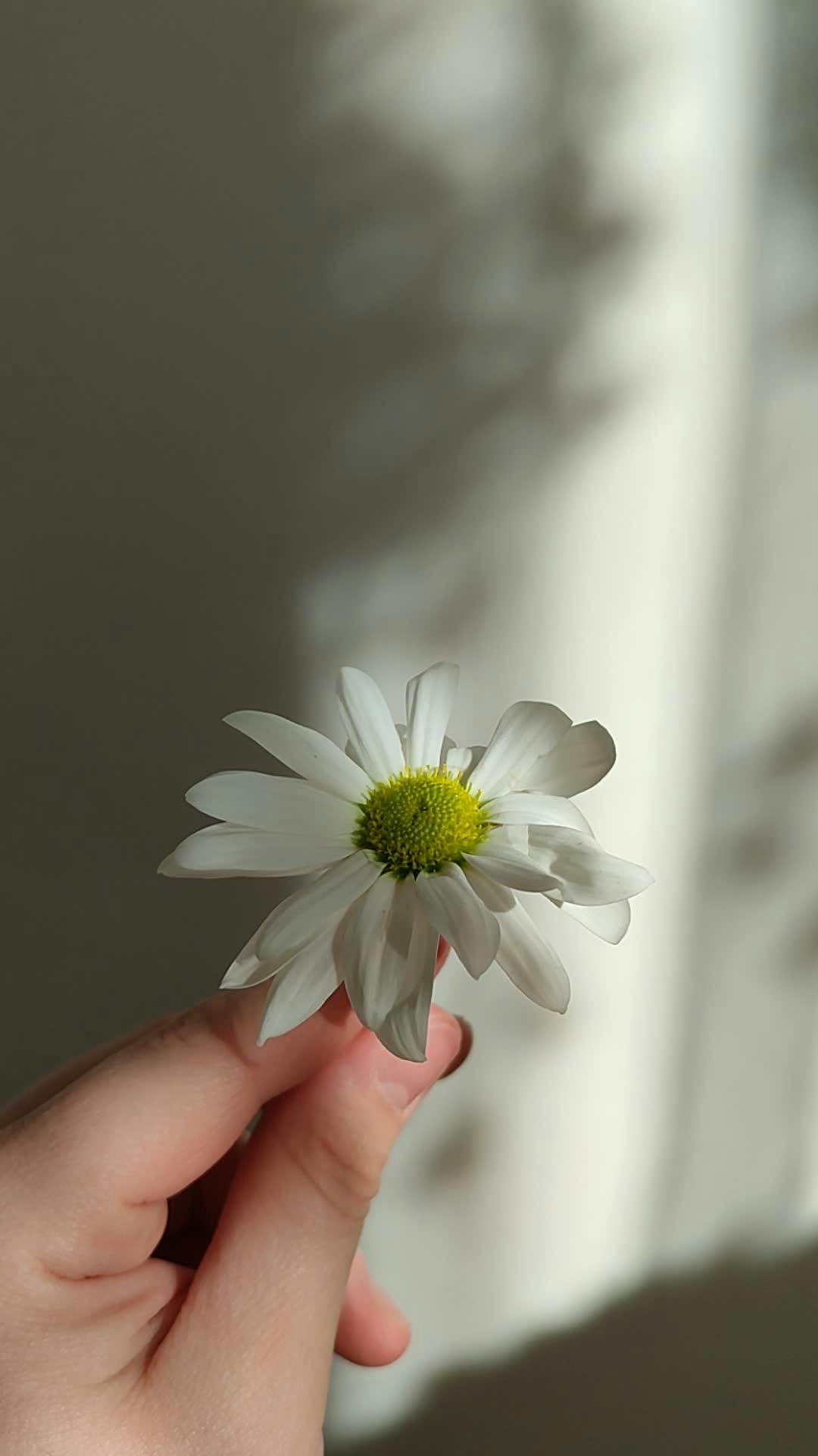 Simple Pic Videos, Download The BEST Free 4k Stock Video Footage ...