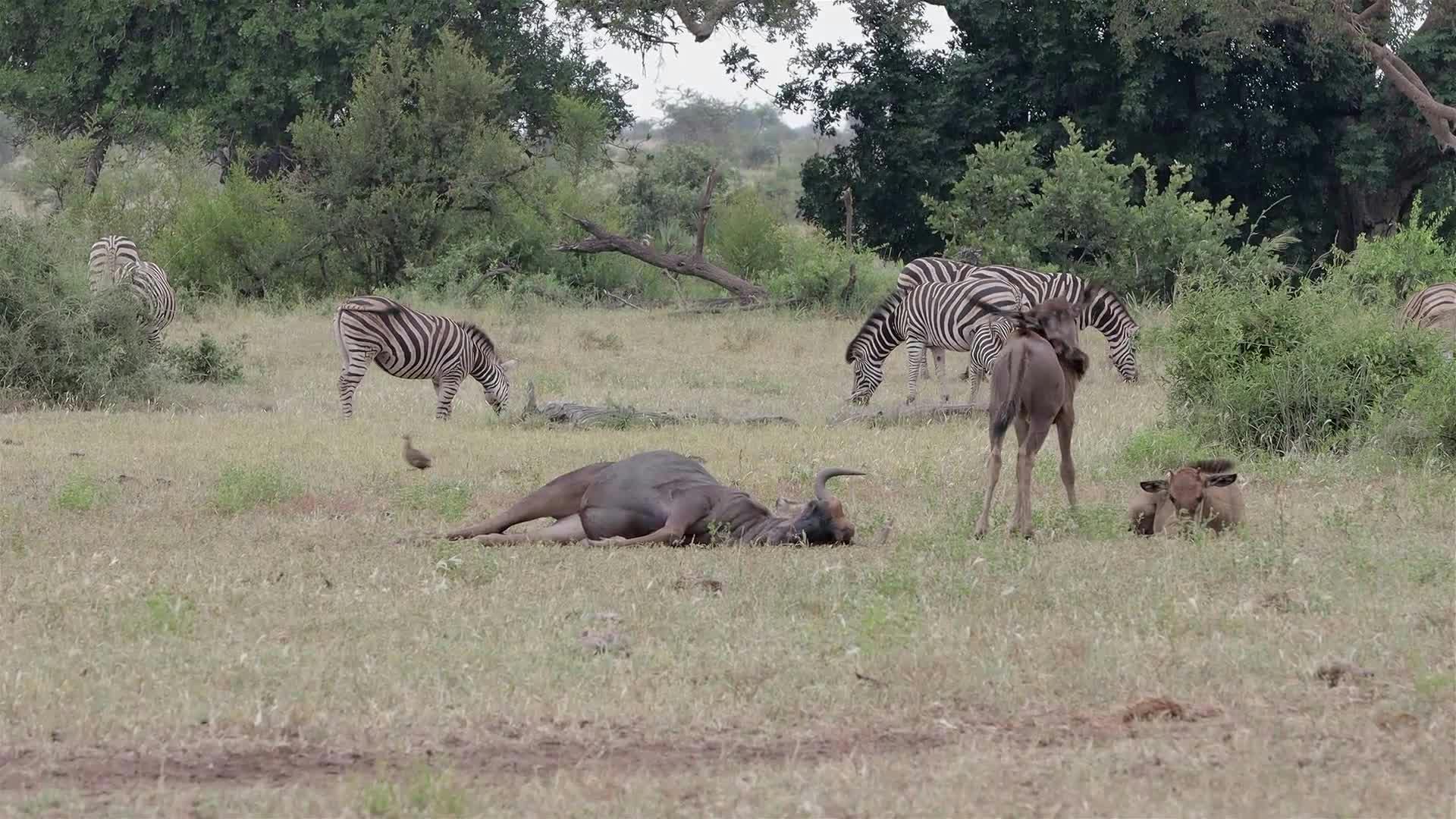 Grazing Zebra in South African Savanna Free Stock Video Footage ...