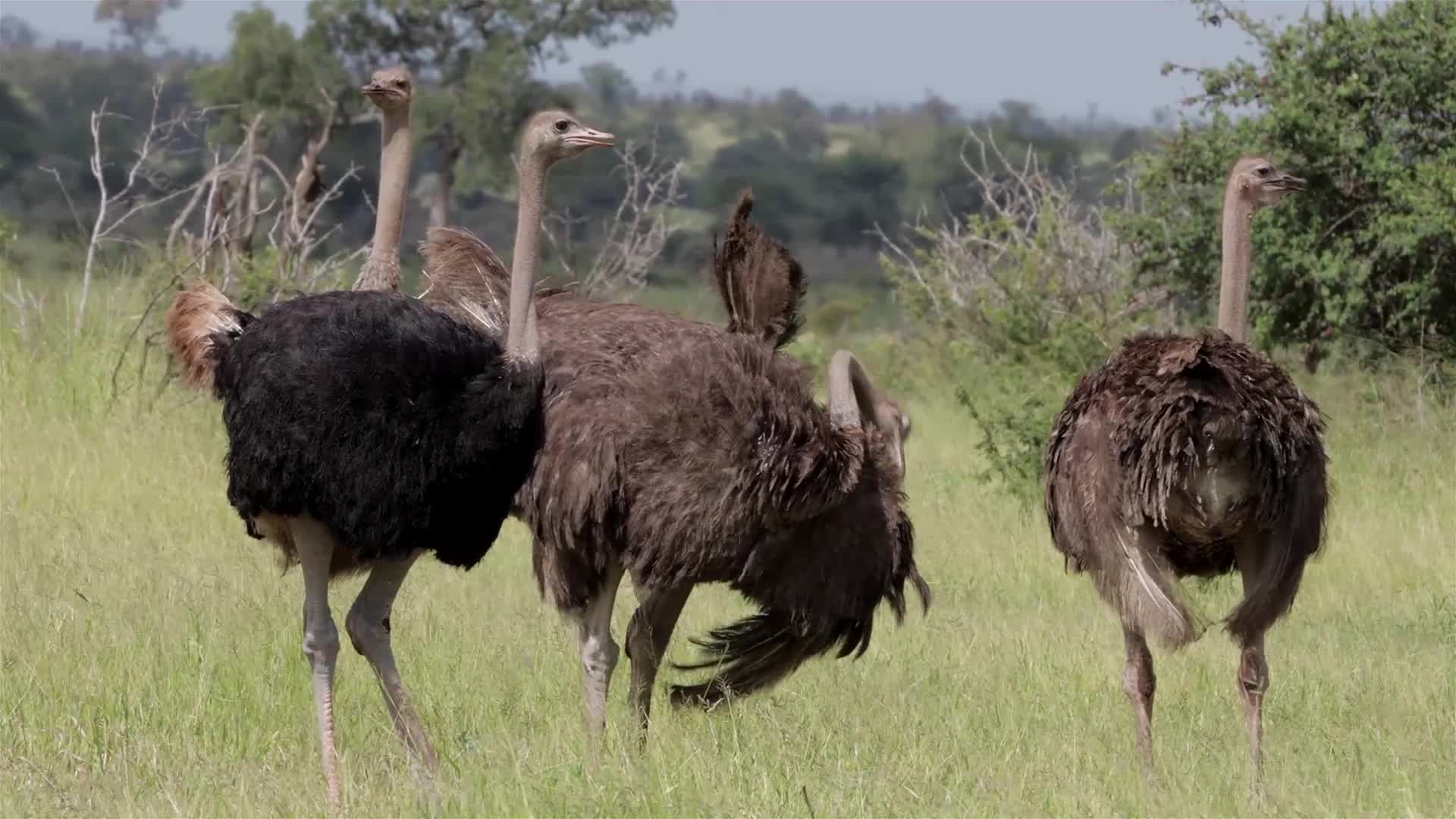 Ostriches Grazing in the African Savanna Free Stock Video Footage ...