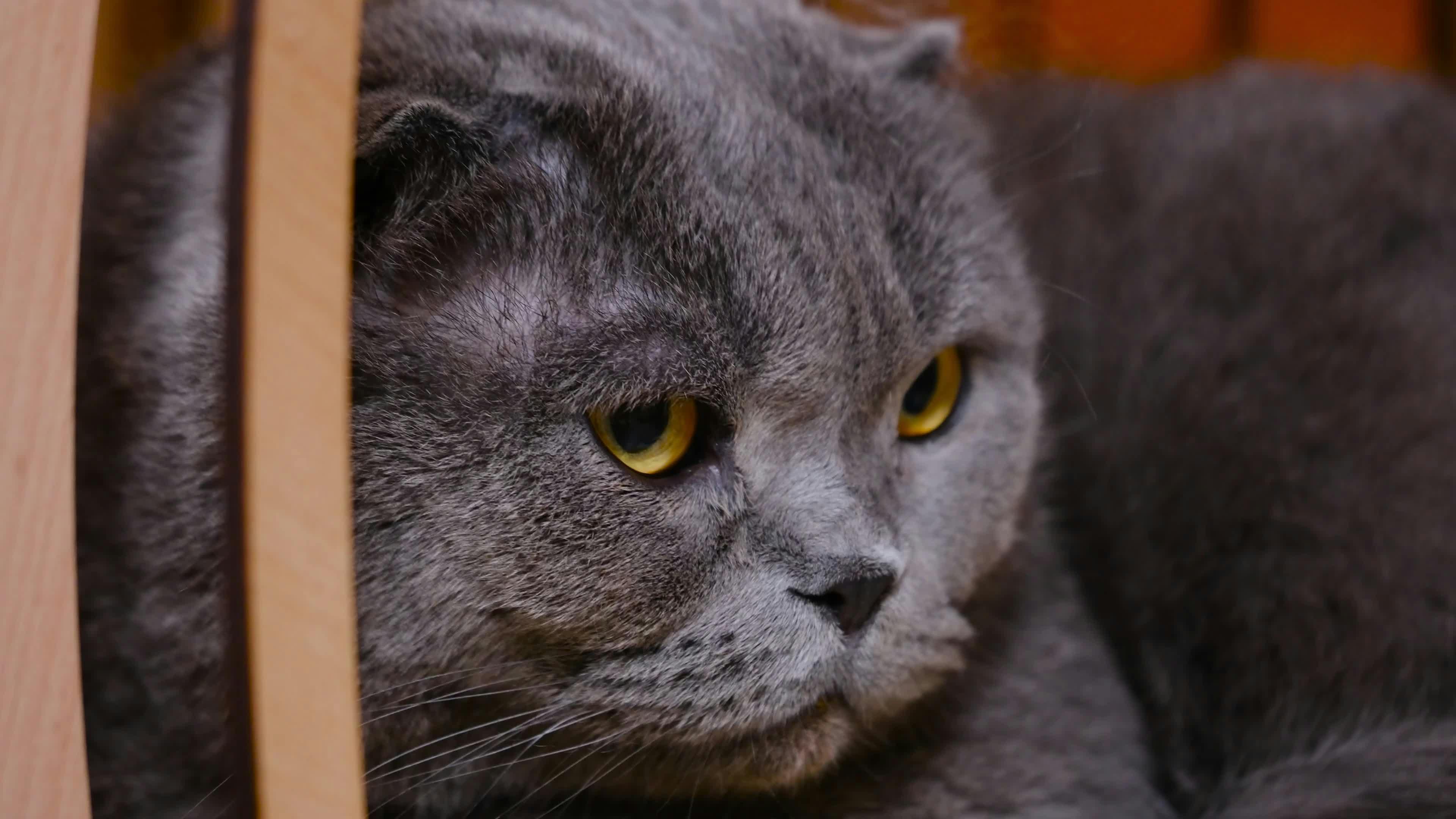 Roaring Kitty Videos, Download The BEST Free 4k Stock Video Footage ...