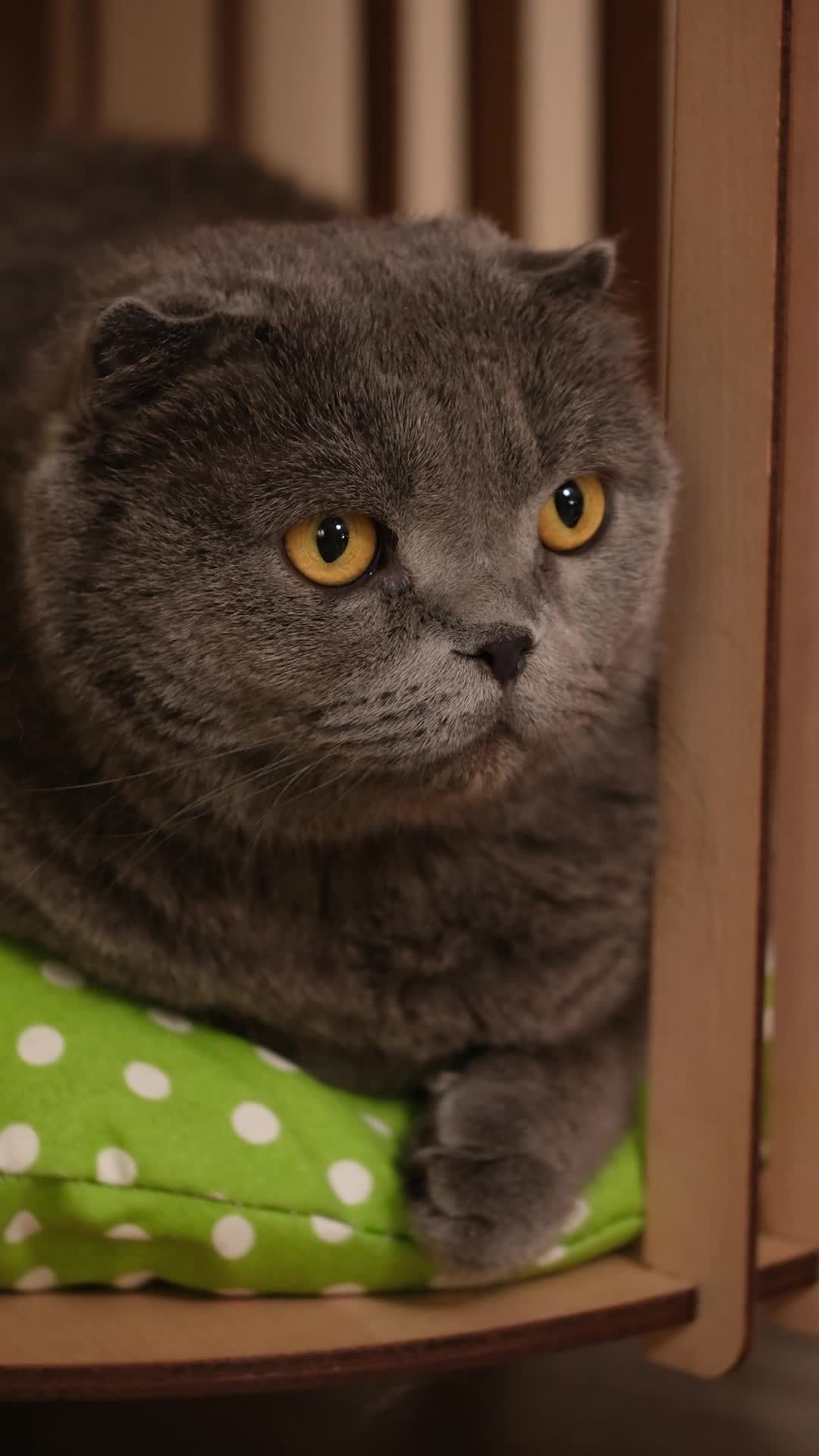 Charming Scottish Fold Cat Relaxing Indoors Free Stock Video Footage ...