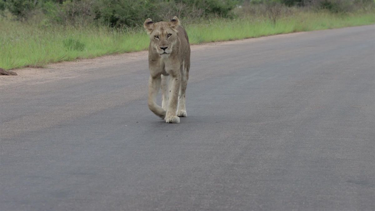 Lion Walking Videos, Download The BEST Free 4k Stock Video Footage ...