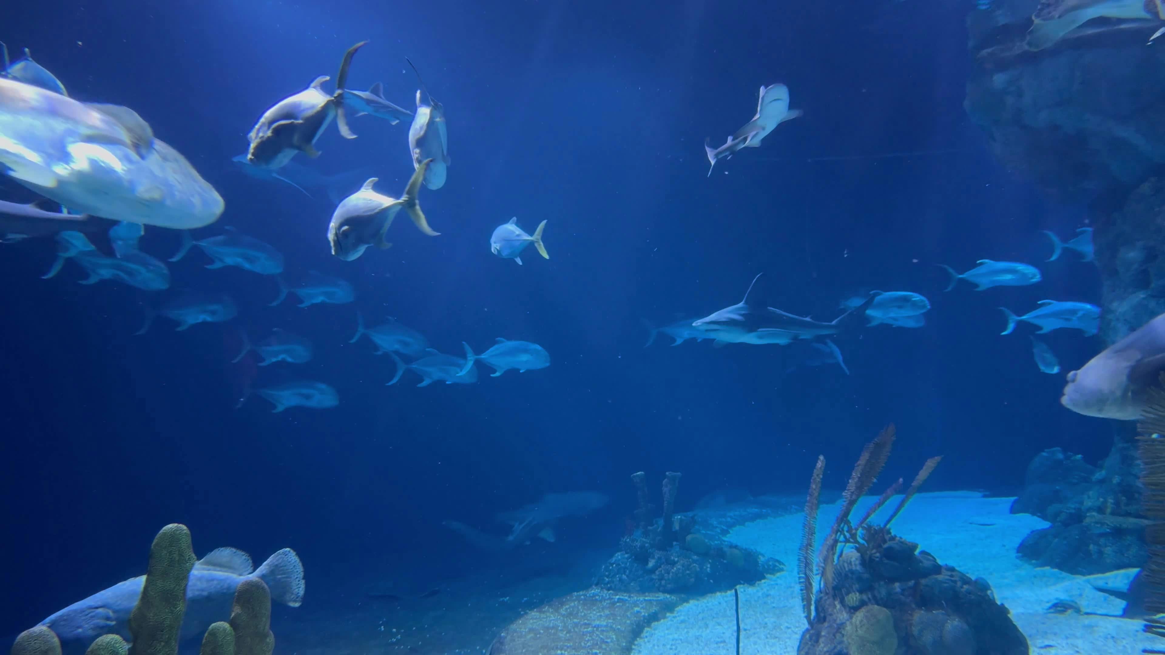 Ocean Underwater Fish Videos, Download The BEST Free 4k Stock Video ...