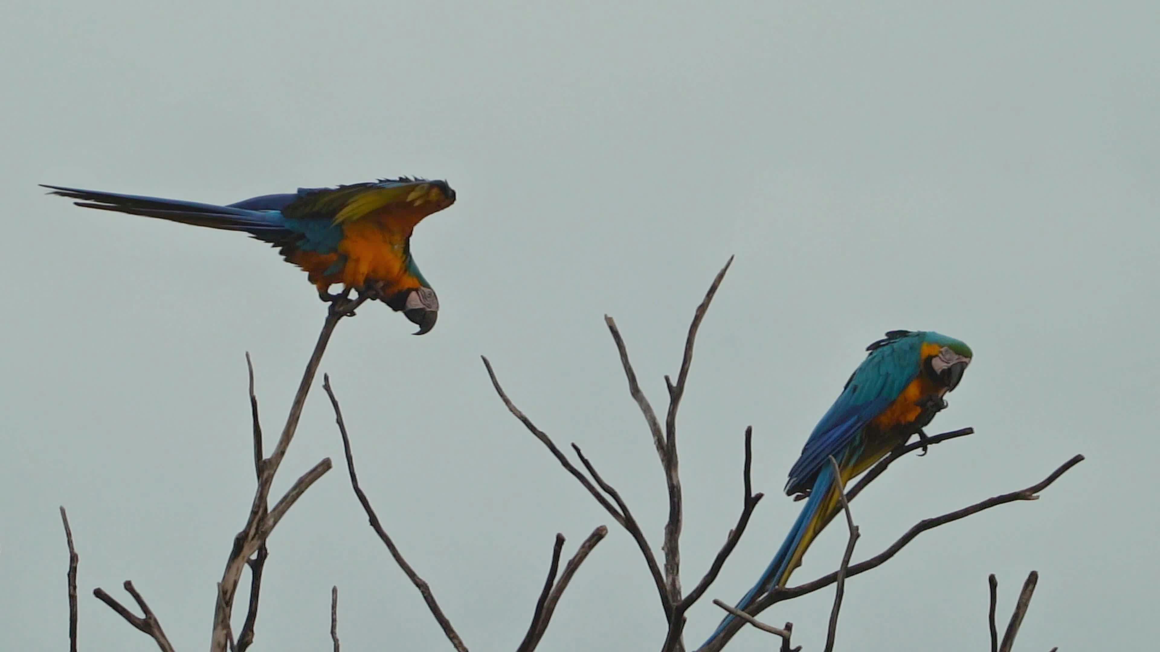 Captivating Macaws Flying in the Wild Free Stock Video Footage, Royalty ...