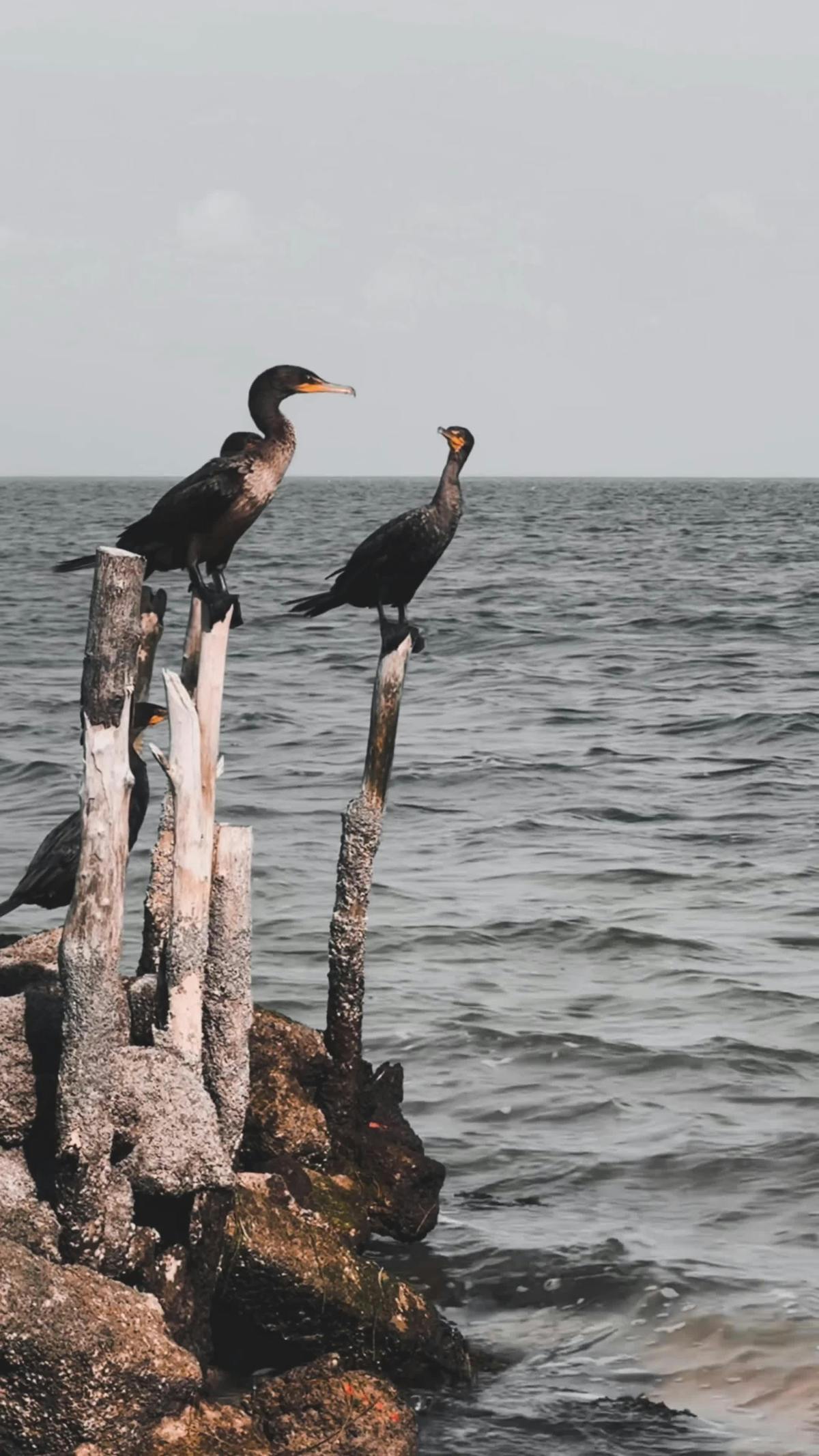 Popular+Now+On+Bing+Chho+Ch+Ducoho+Chh+Chhoo+Duck+Duck+Duck+Chho+Chho ...