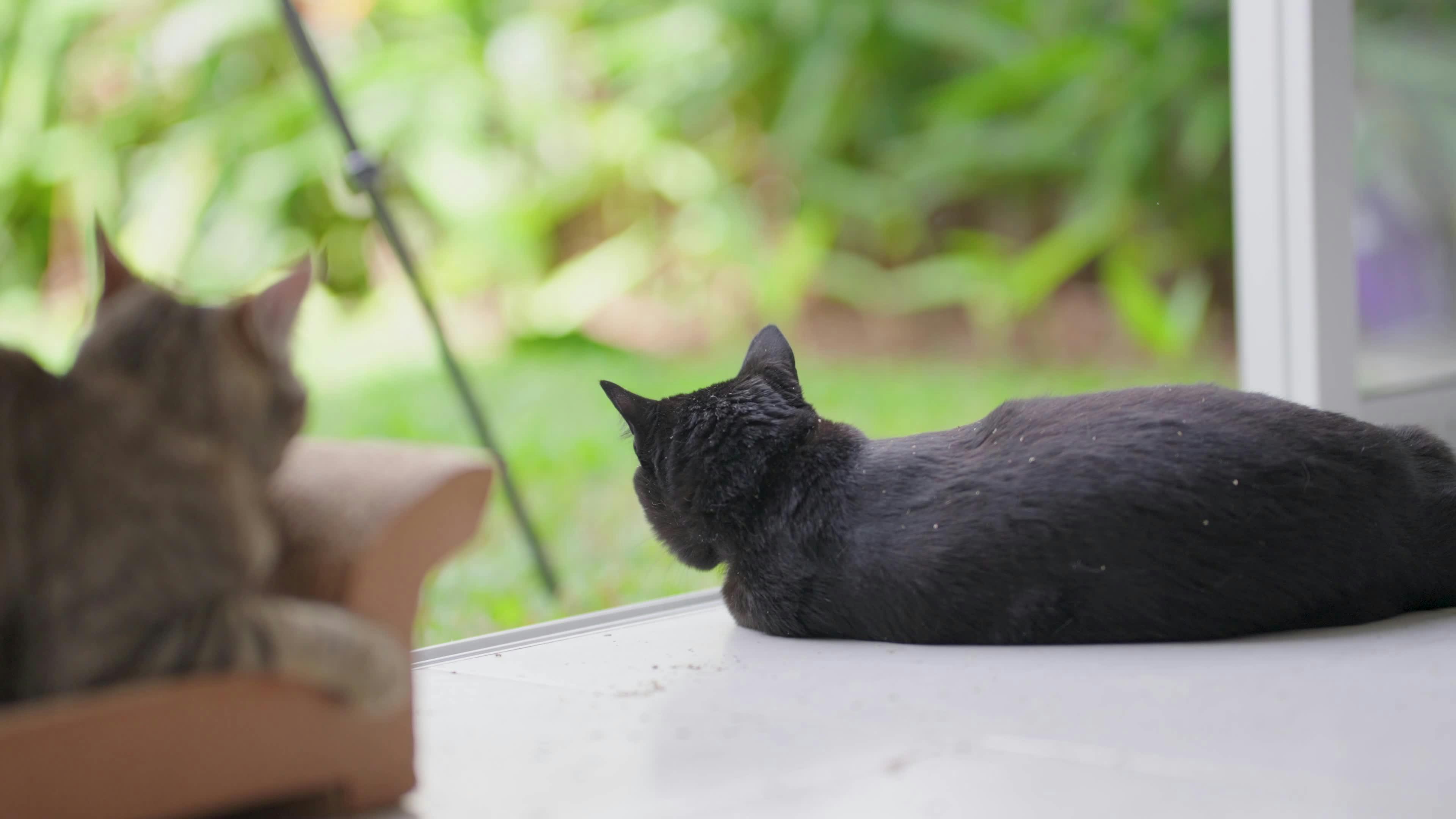 Gatos Jugando Con Catnip · Vídeo de stock gratuito