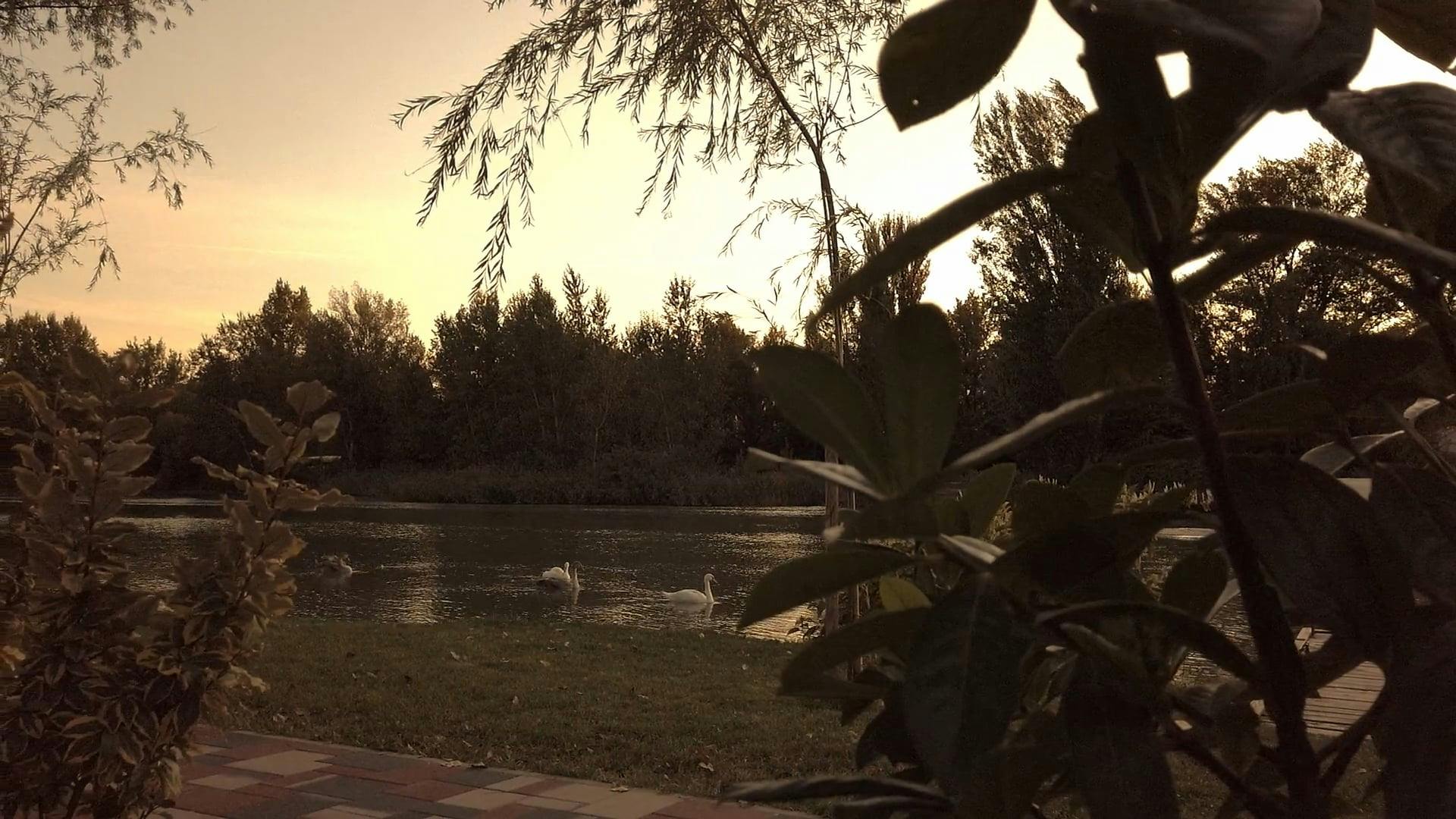 Swan Birds Floating Motionless On A Lake Surface · Free Stock Video