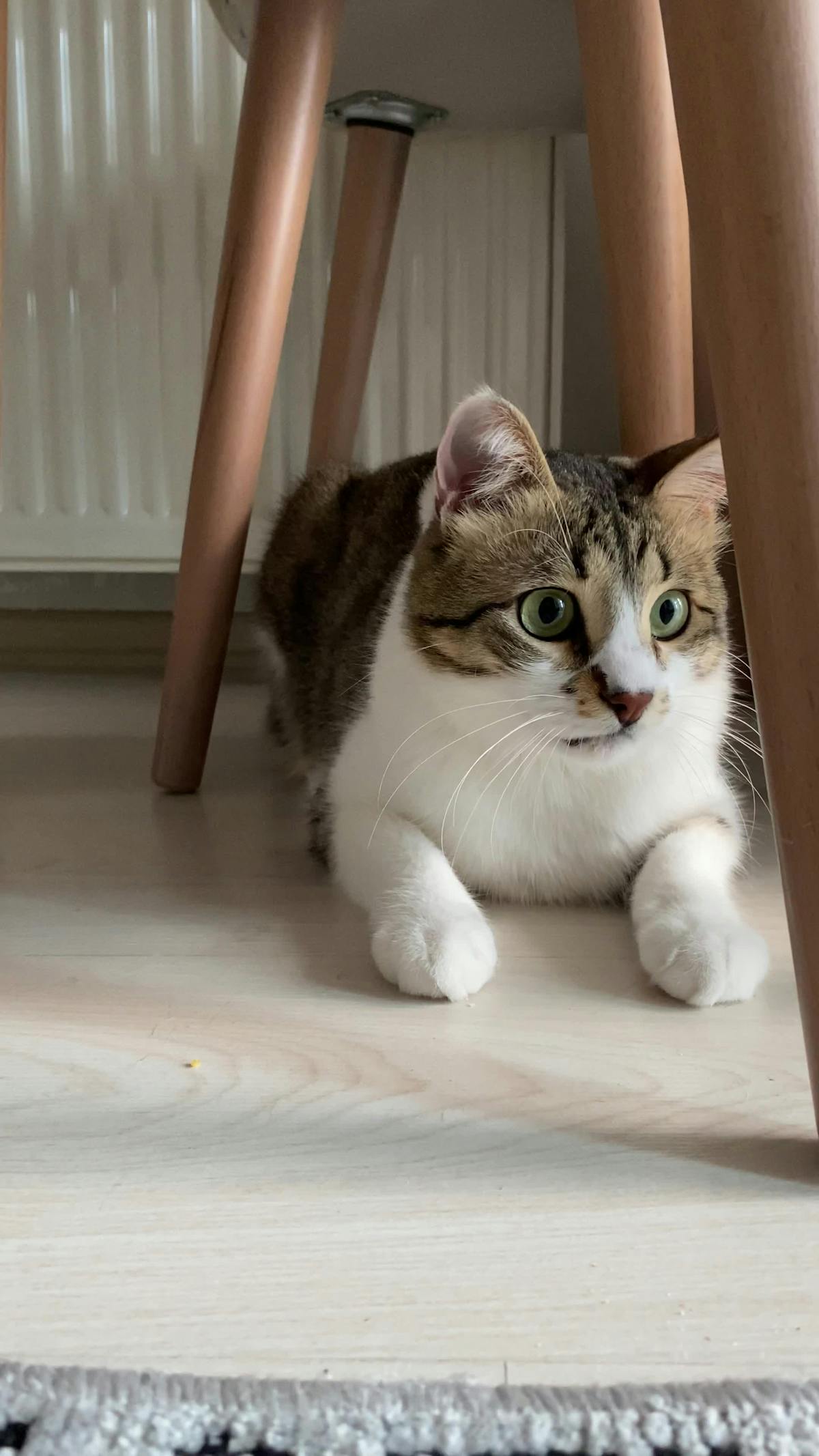 Cats Playing Videos, Download The BEST Free 4k Stock Video Footage ...