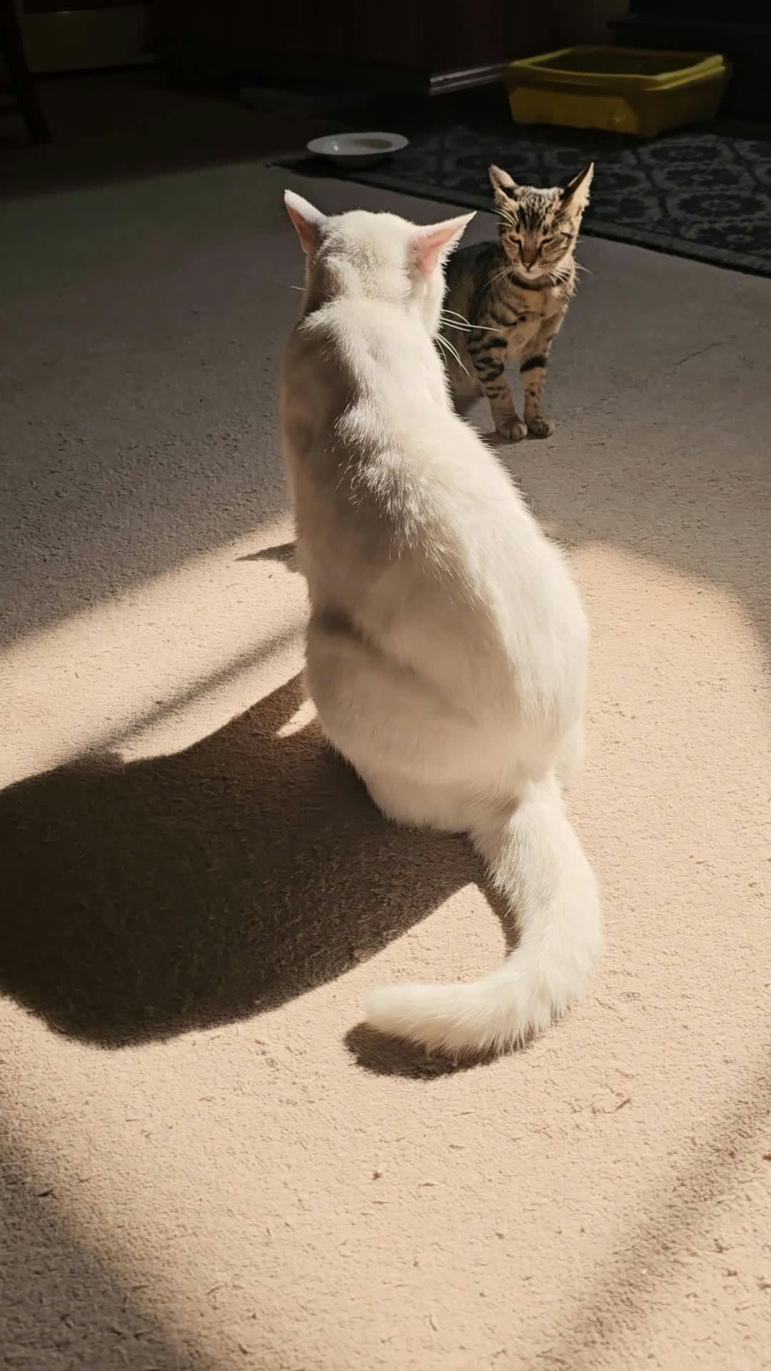 Cat Digging The Soil Free Stock Video Footage, Royalty-Free 4K & HD ...