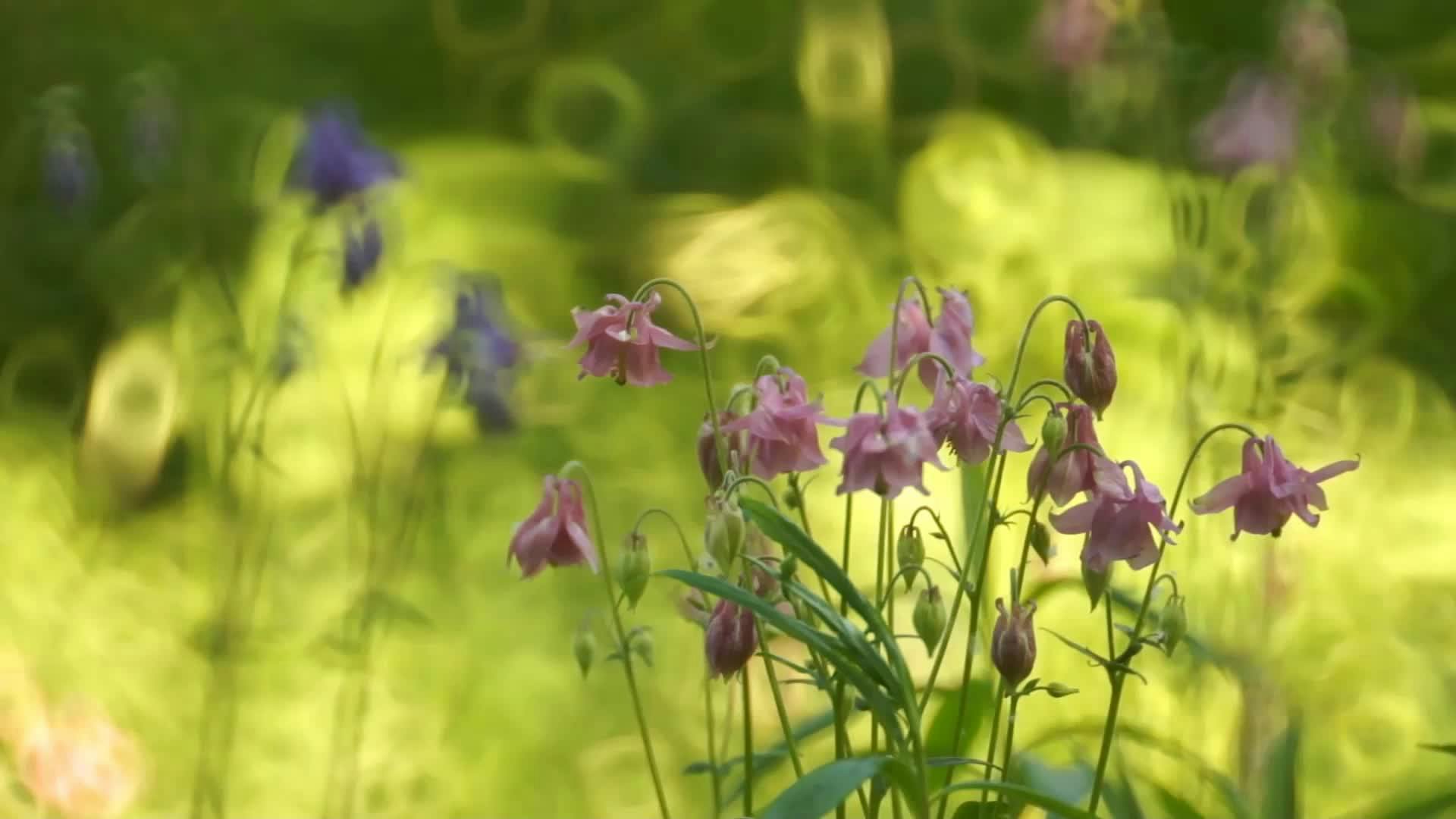 Manejo Visual Videos, Download The BEST Free 4k Stock Video Footage ...