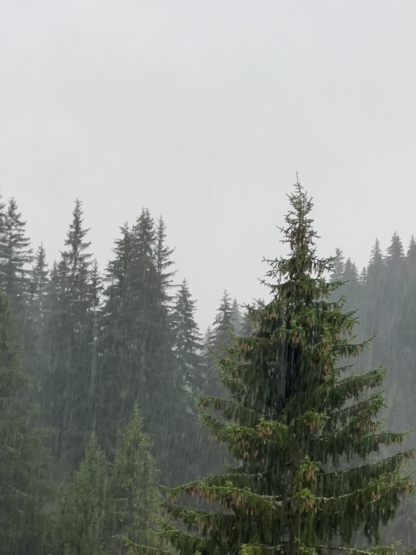 Tranquil Rainy Day in Balkan Pine Forest Free Stock Video Footage ...