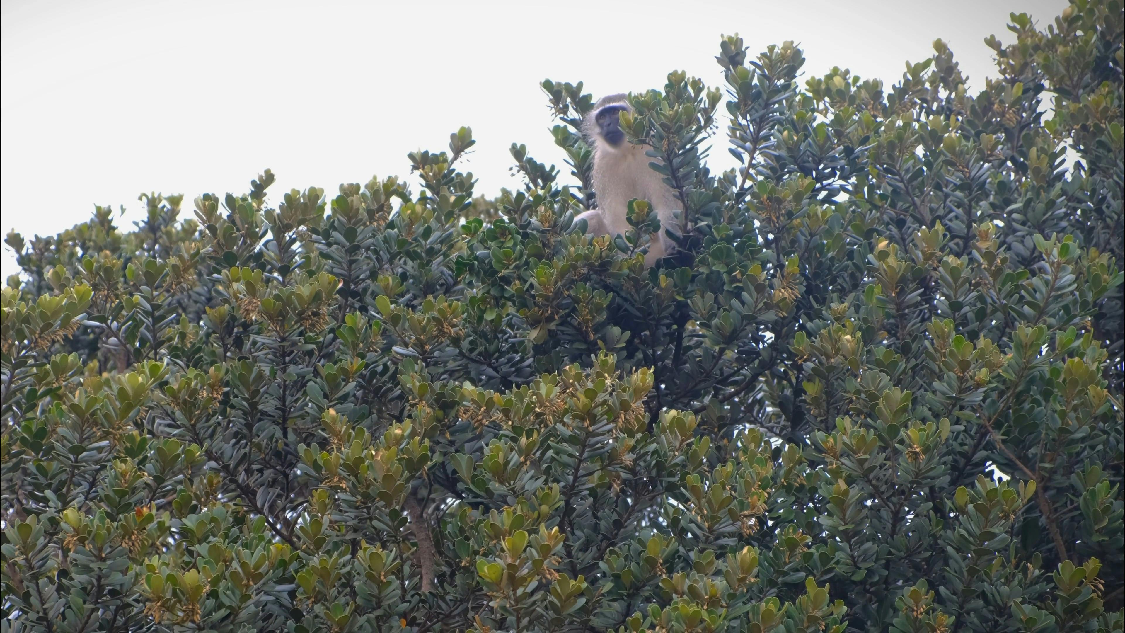 A Monkey Resting On A Tree Top · Free Stock Video