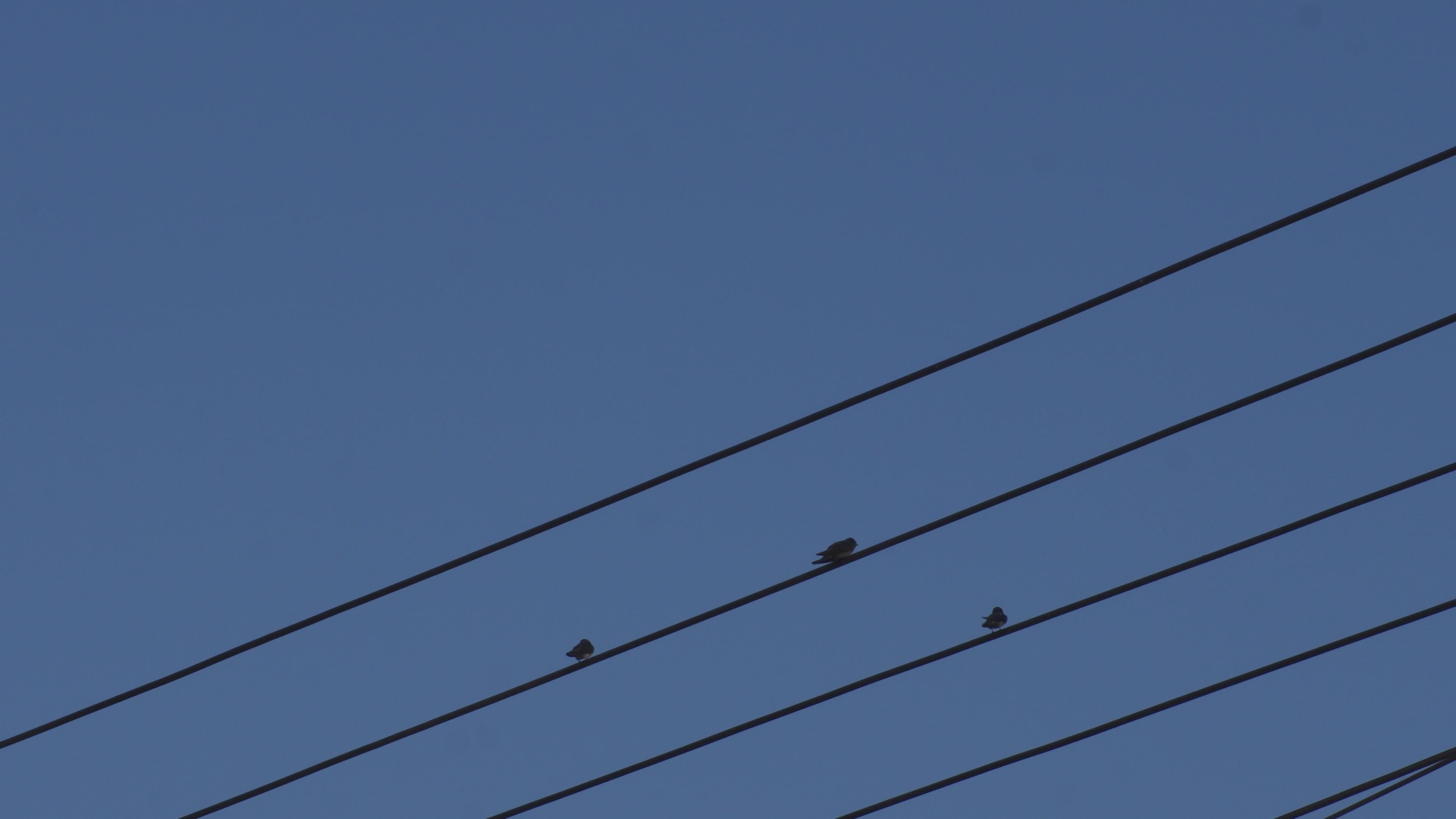 Bird On Flight Videos, Download The BEST Free 4k Stock Video Footage ...