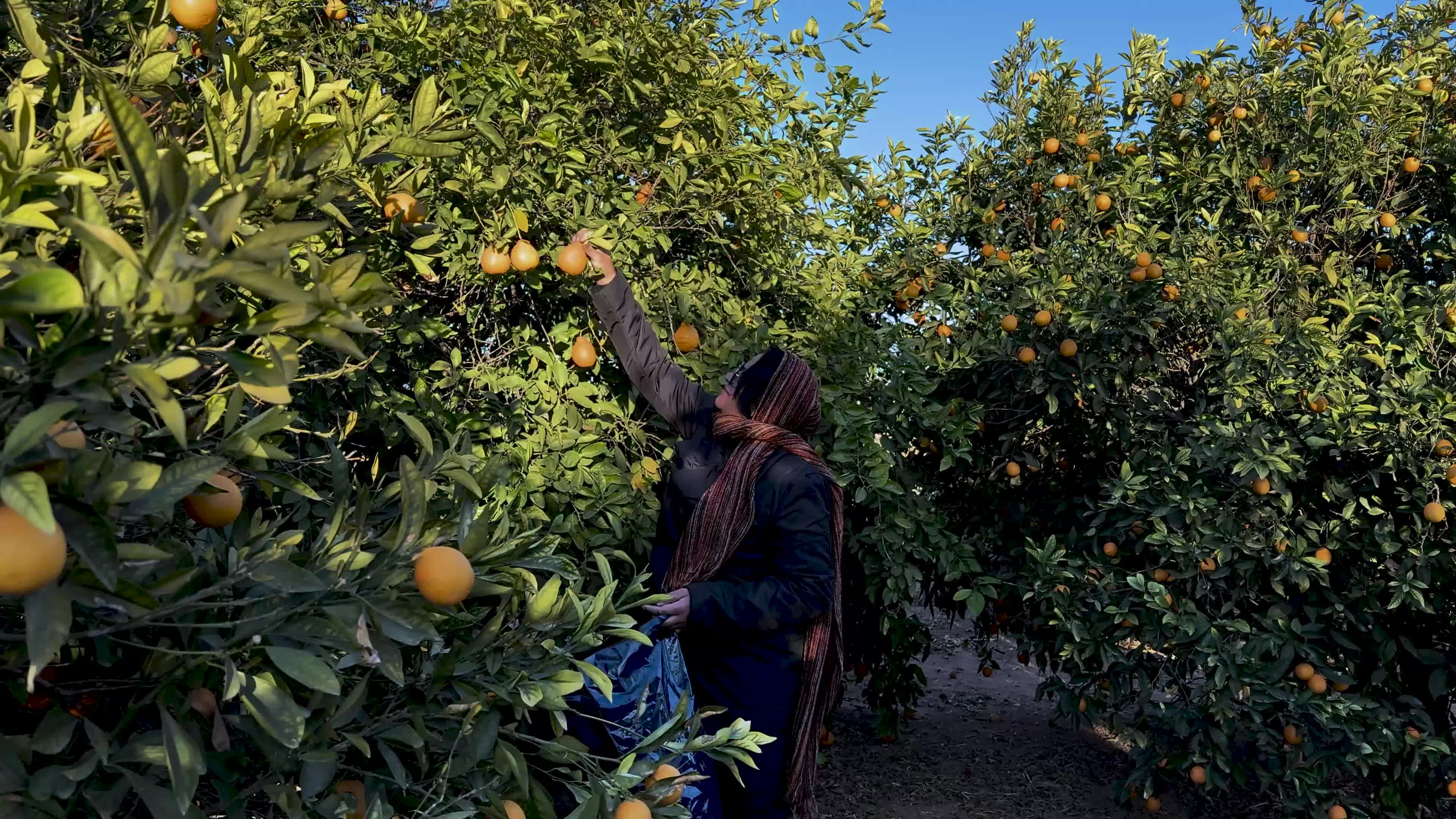 Sustainable Orange Farm Harvesting Experience Free Stock Video Footage ...