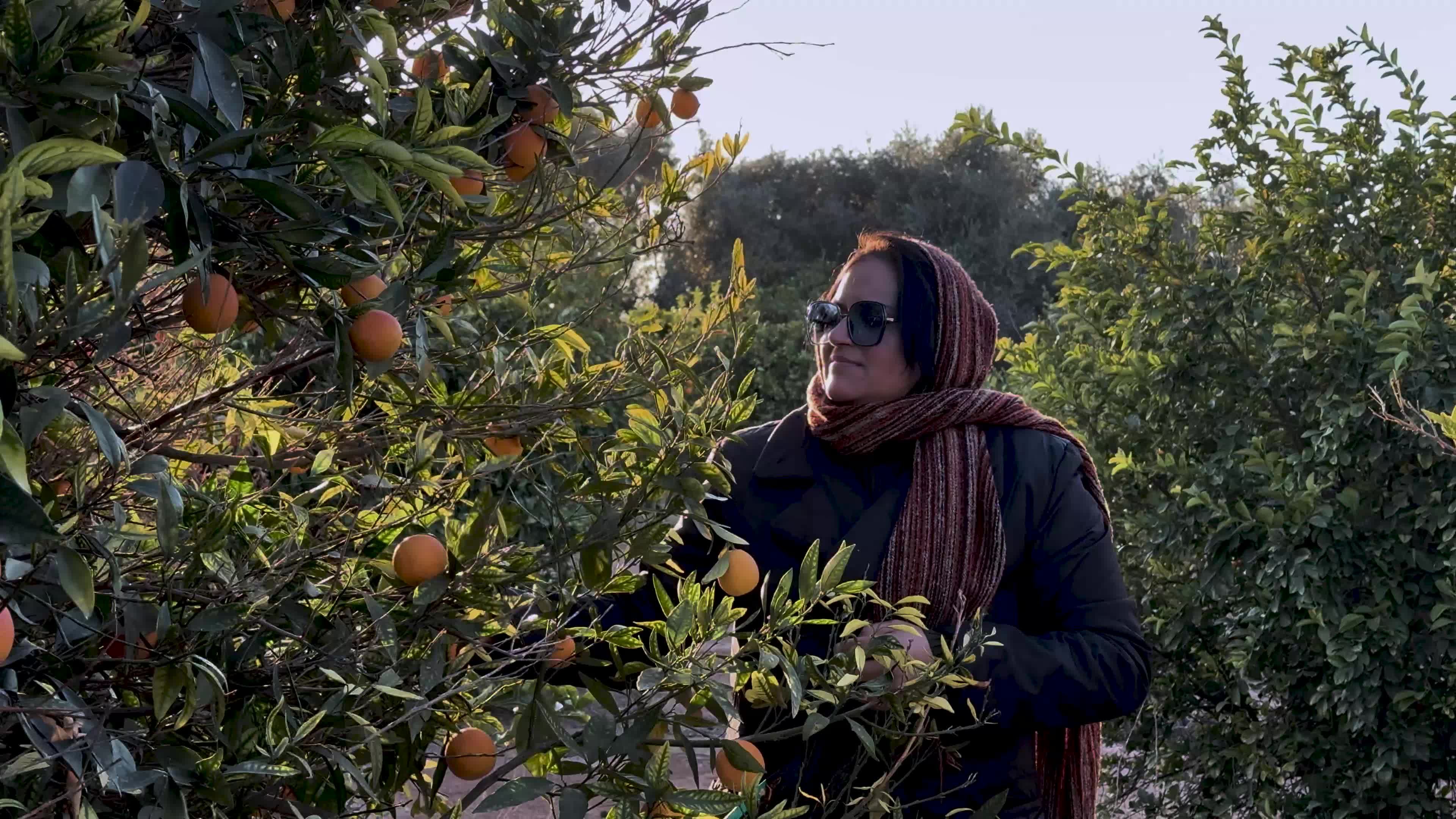 Sustainable Orange Orchard Harvest Experience Free Stock Video Footage ...