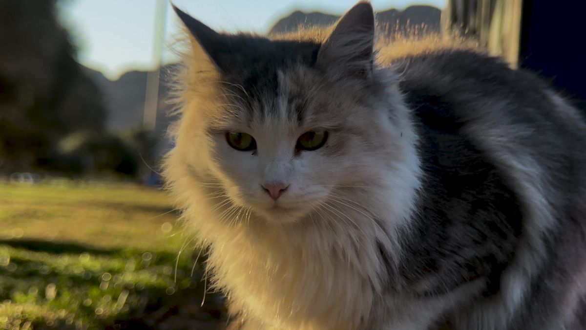Cat Chasing Mouse Videos Download The Best Free 4k Stock Video Footage