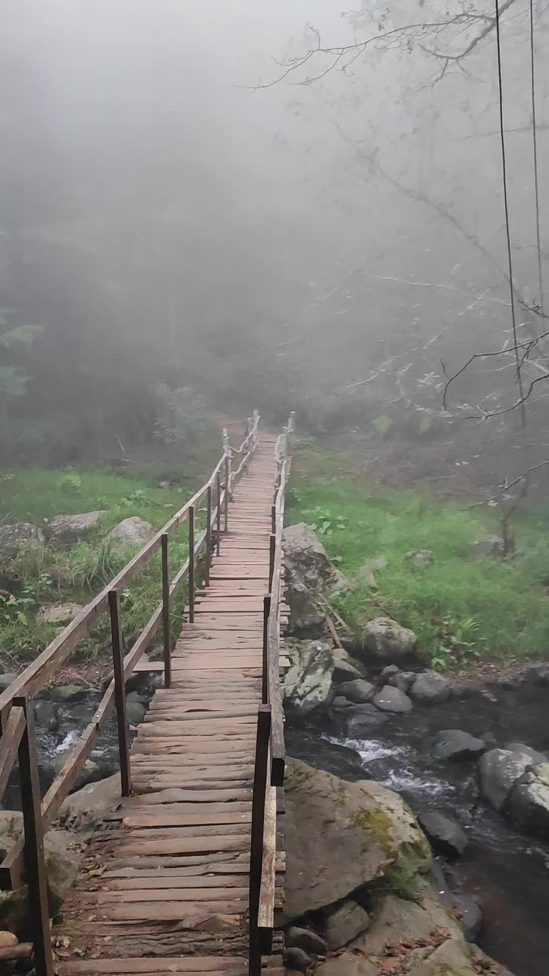 Radark Forest Videos, Download The BEST Free 4k Stock Video Footage ...