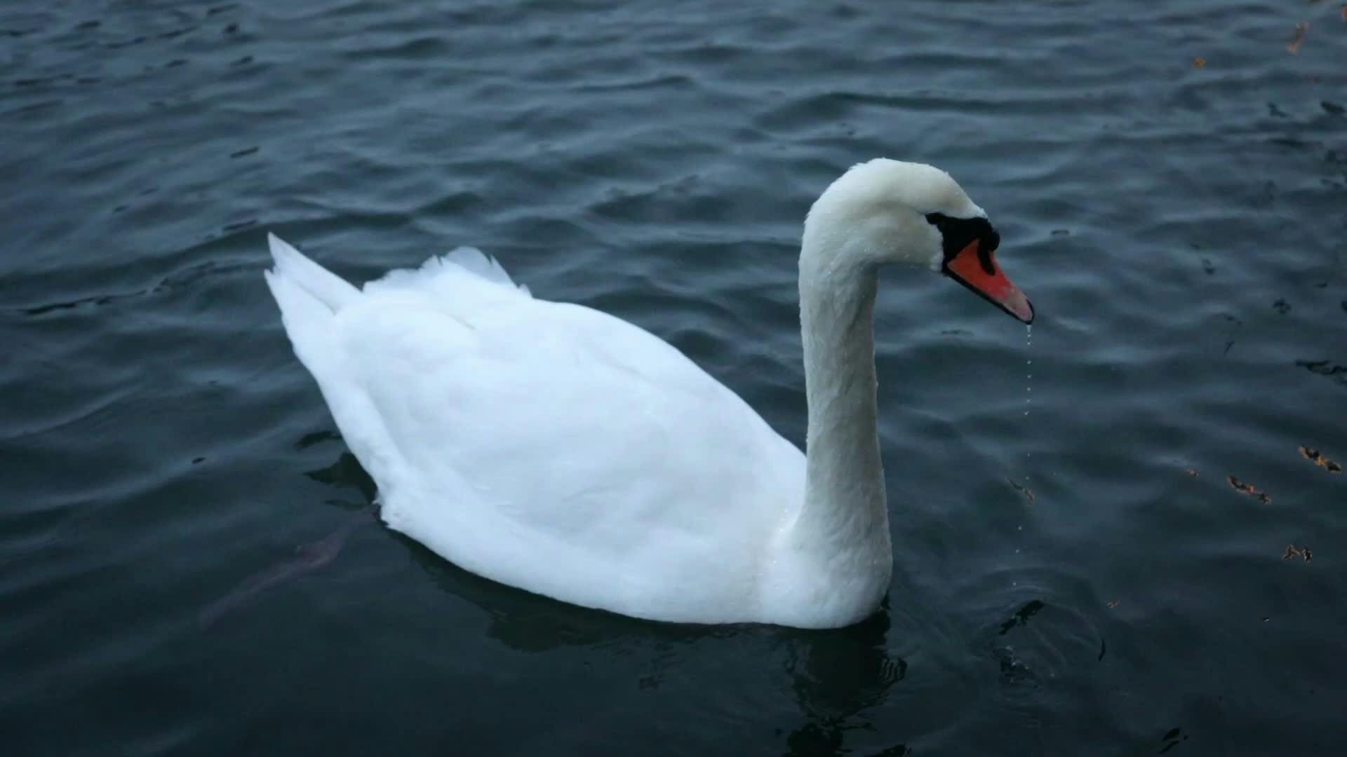 2025 Gold Videos, Download The BEST Free 4k Stock Video Footage & 2025 ...