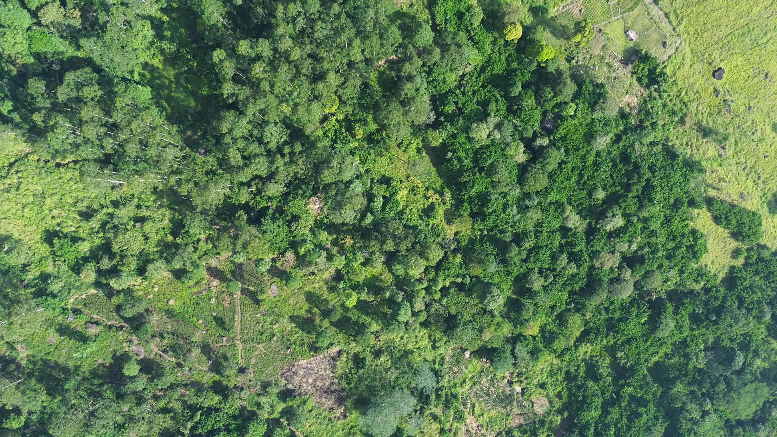 Breathtaking Aerial View of Verdant Forest Landscape Free Stock Video ...